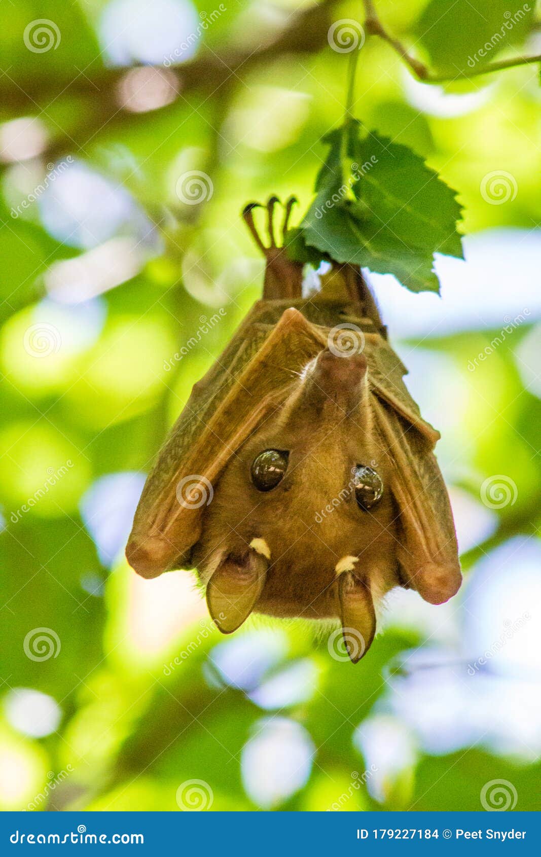 Fruit Bat Hanging in a Tree Stock Photo - Image of flower, hanging ...