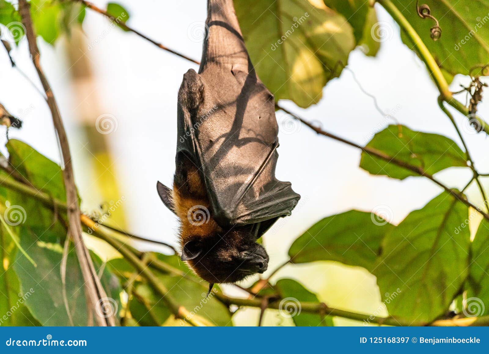 Megabat Sleeping Hanged Upside Down Megachiroptera. A Clouse Up ...