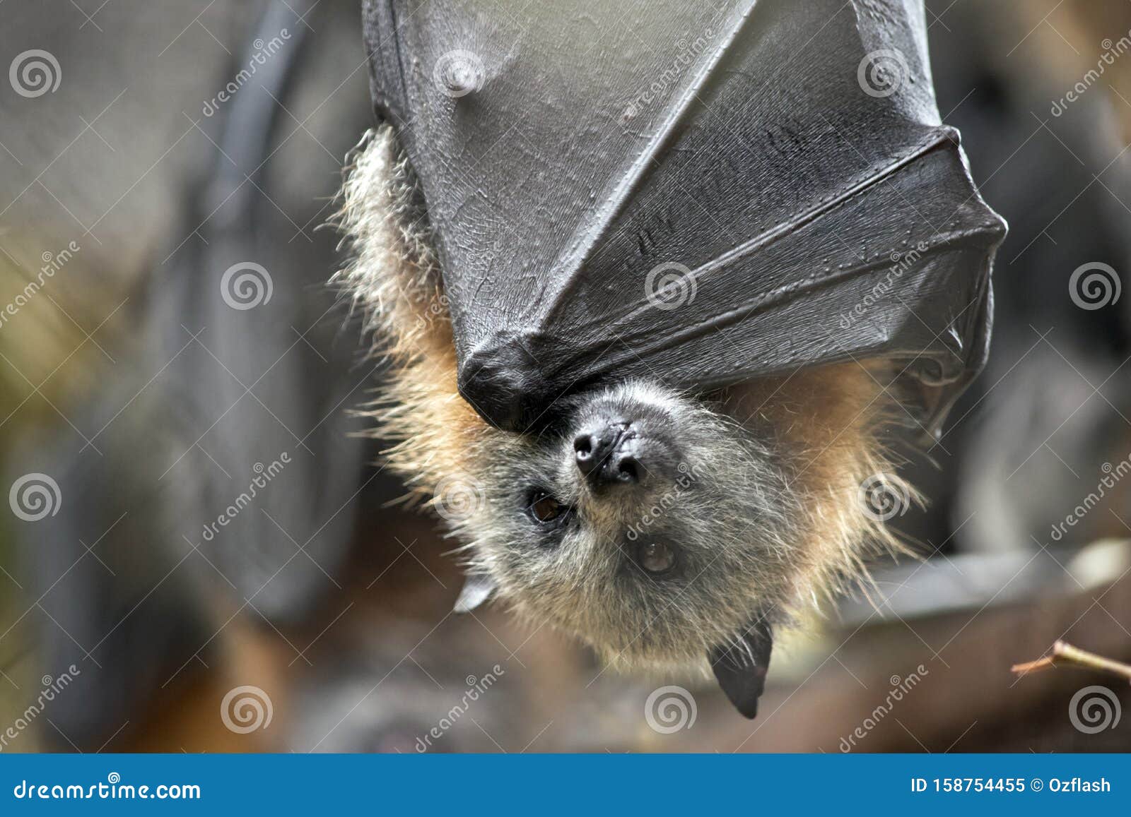 This is a Close Up of a Fruit Bat Stock Image - Image of mammal, guano ...