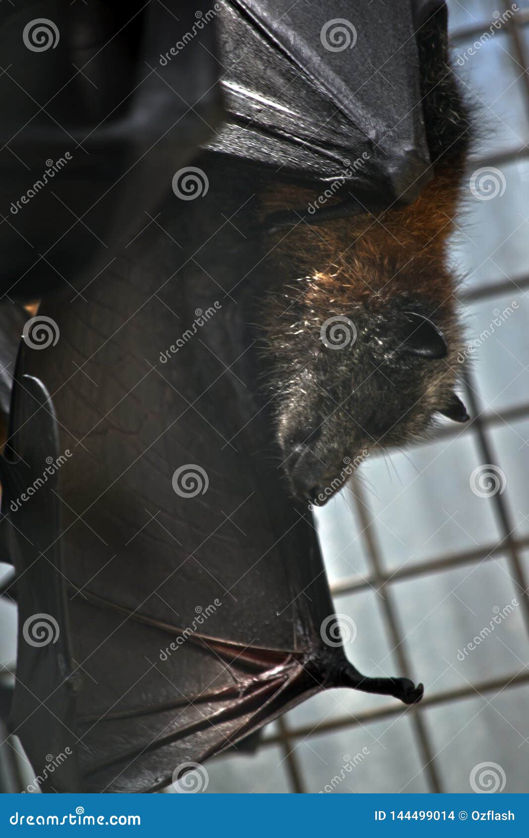 A fruit bat stock photo. Image of wings, sonar, dracula - 144499014