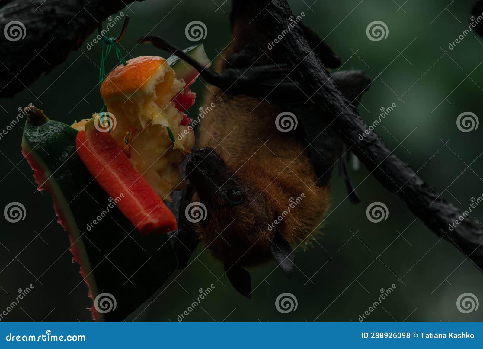 Fruit Bat Megachiroptera Eating Watermelon. Bat Flying Fox Hanging ...
