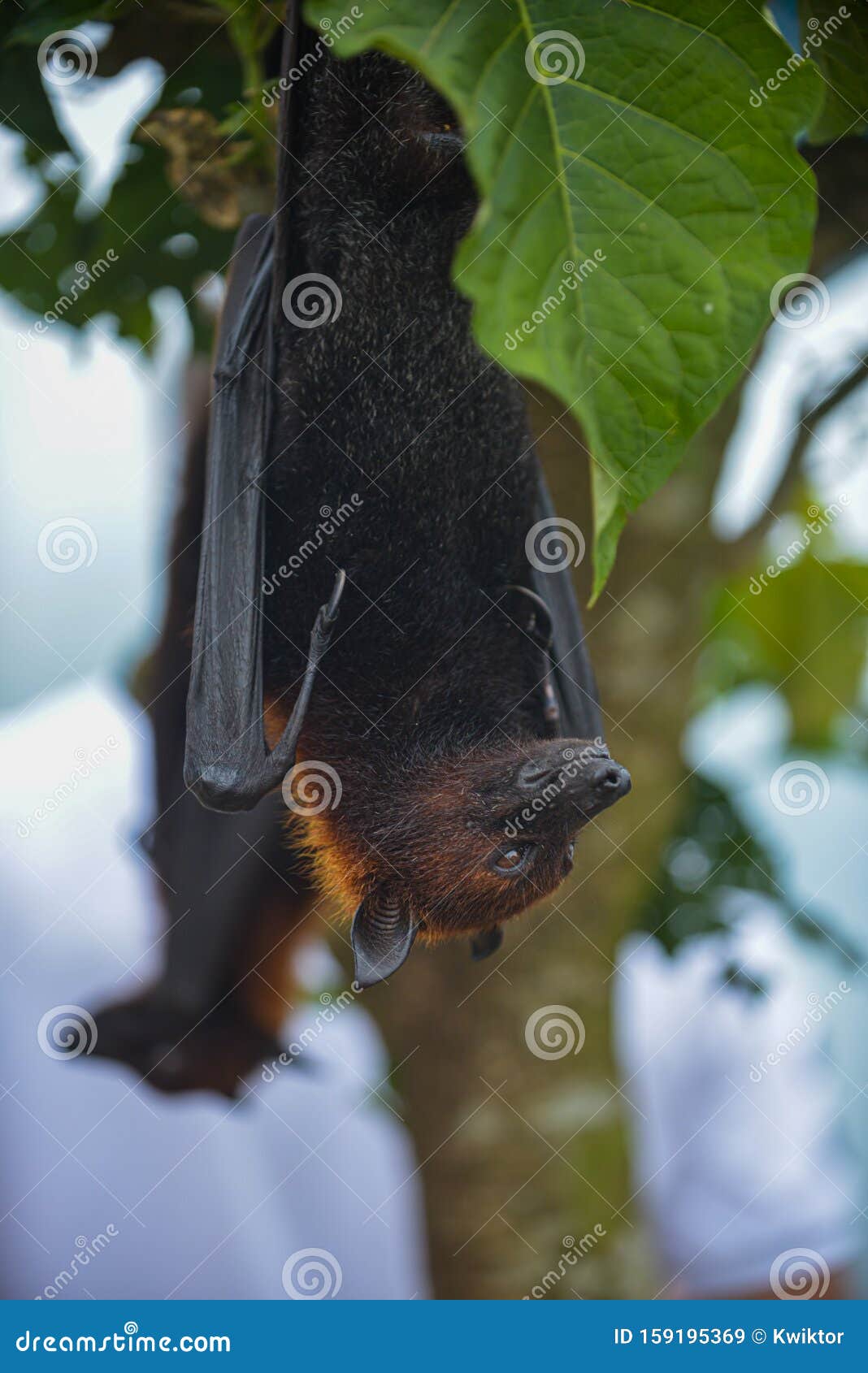Fruit Bat Pteropus Vampyrus or Large Flying Fox Stock Image - Image of ...
