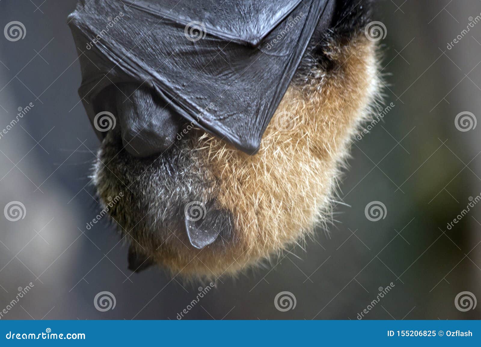A fruit bat resting stock image. Image of insectivore - 155206825