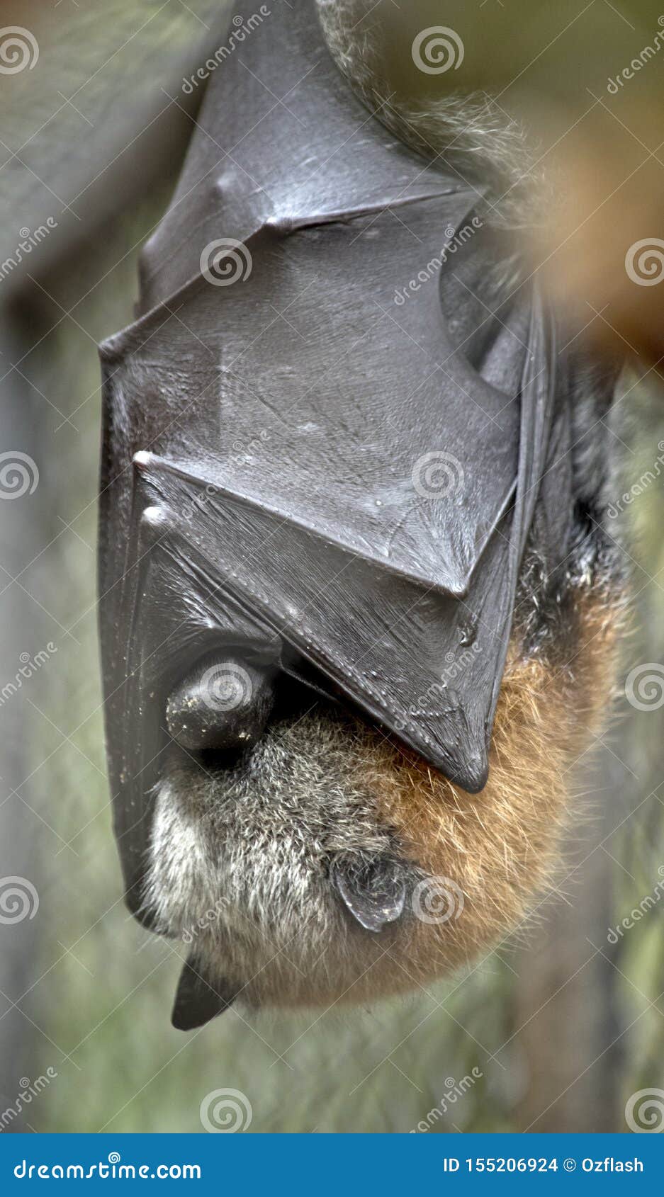 The fruit bat is resting stock photo. Image of blind - 155206924