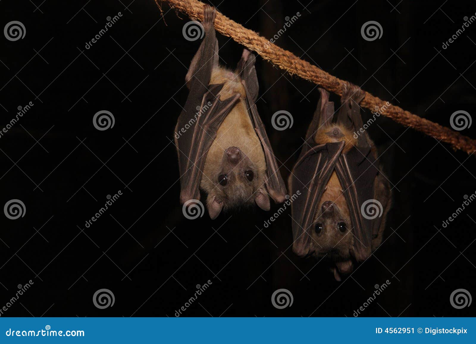 Fruit Bat (Rousettus Aegyptiacus) Stock Image - Image of colonies ...