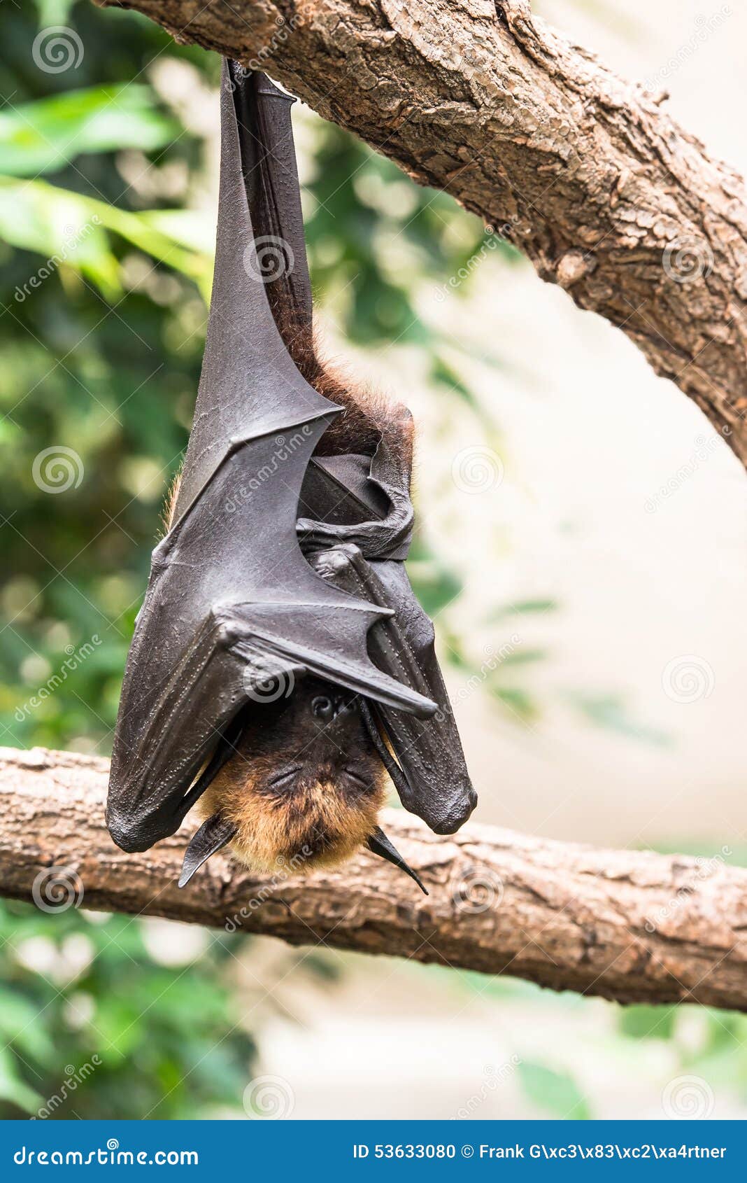 Fruit bat sleeping stock photo. Image of nocturnal, exotic - 53633080