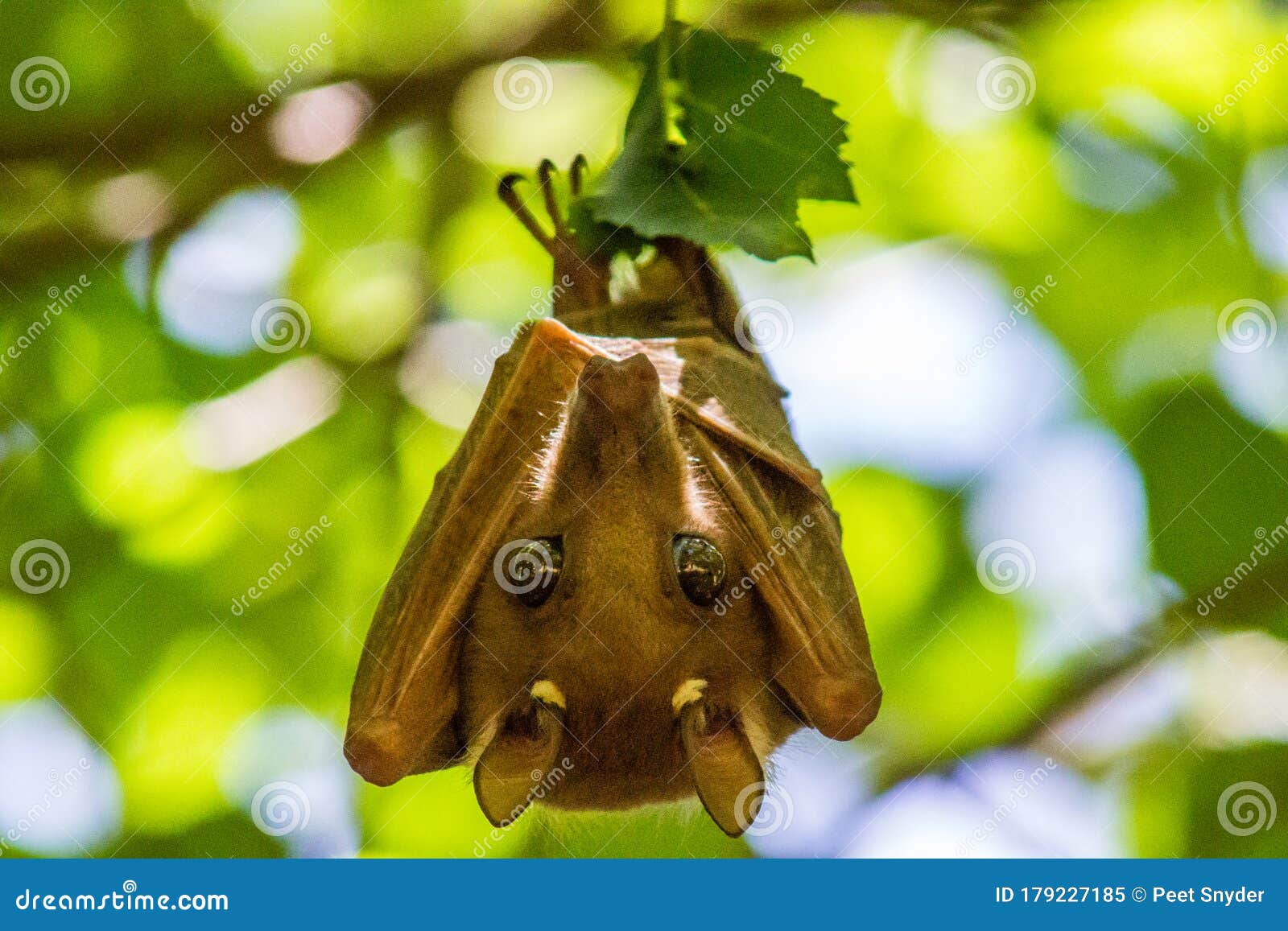 Fruit Bat Up Close with Folded Wings Stock Image - Image of flower ...