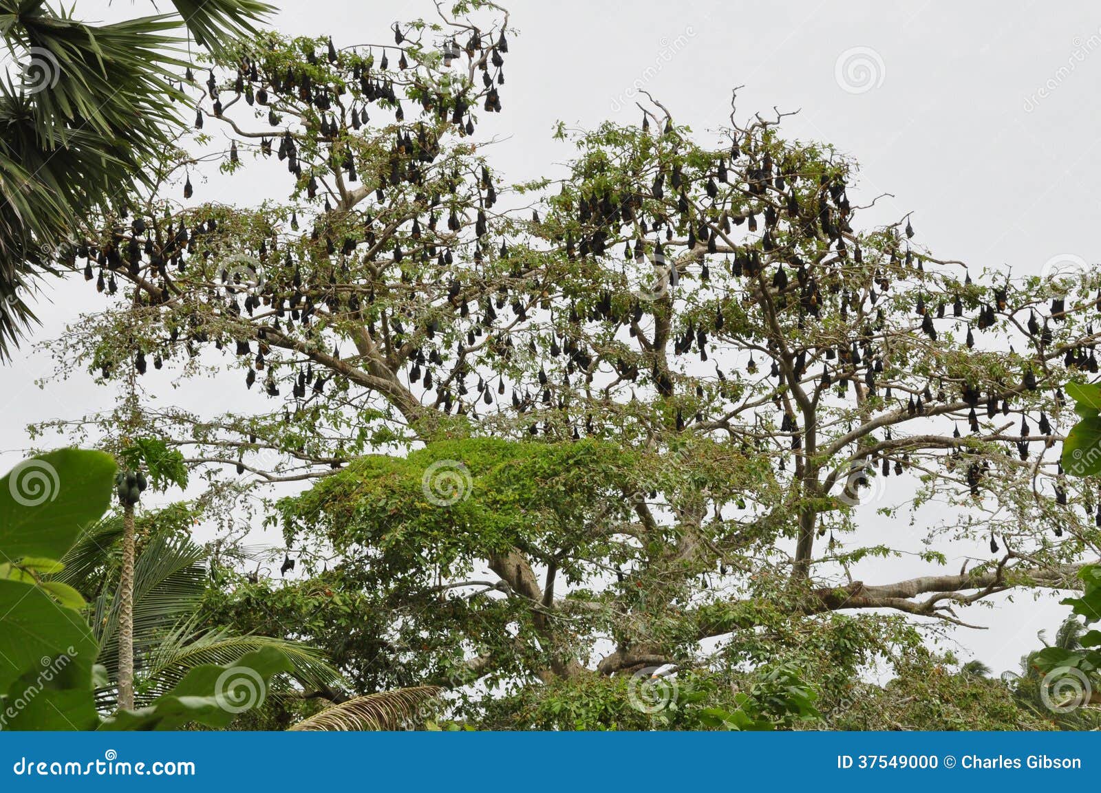 Fruit Bats (Fam; Pteropodidae) Stock Photo - Image of biology, flora ...