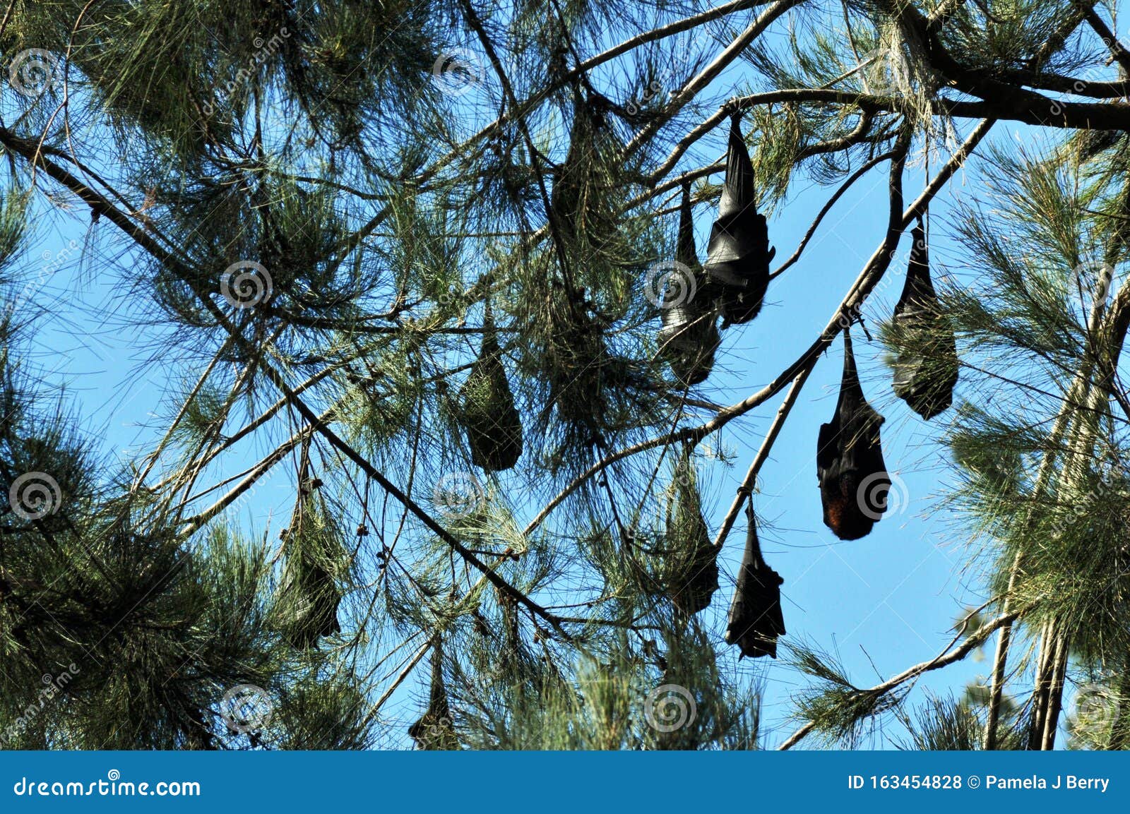 Fruit Bats Hanging in a Tree Stock Photo - Image of bats, blue: 163454828