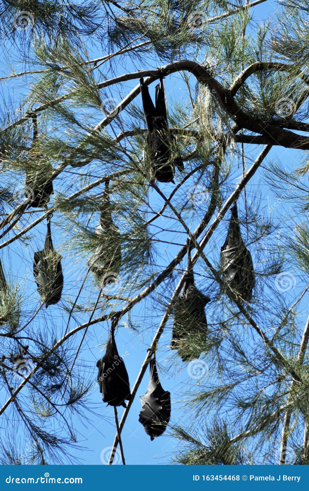 Fruit Bats Hanging in a Tree Stock Photo - Image of hanging, warwick ...