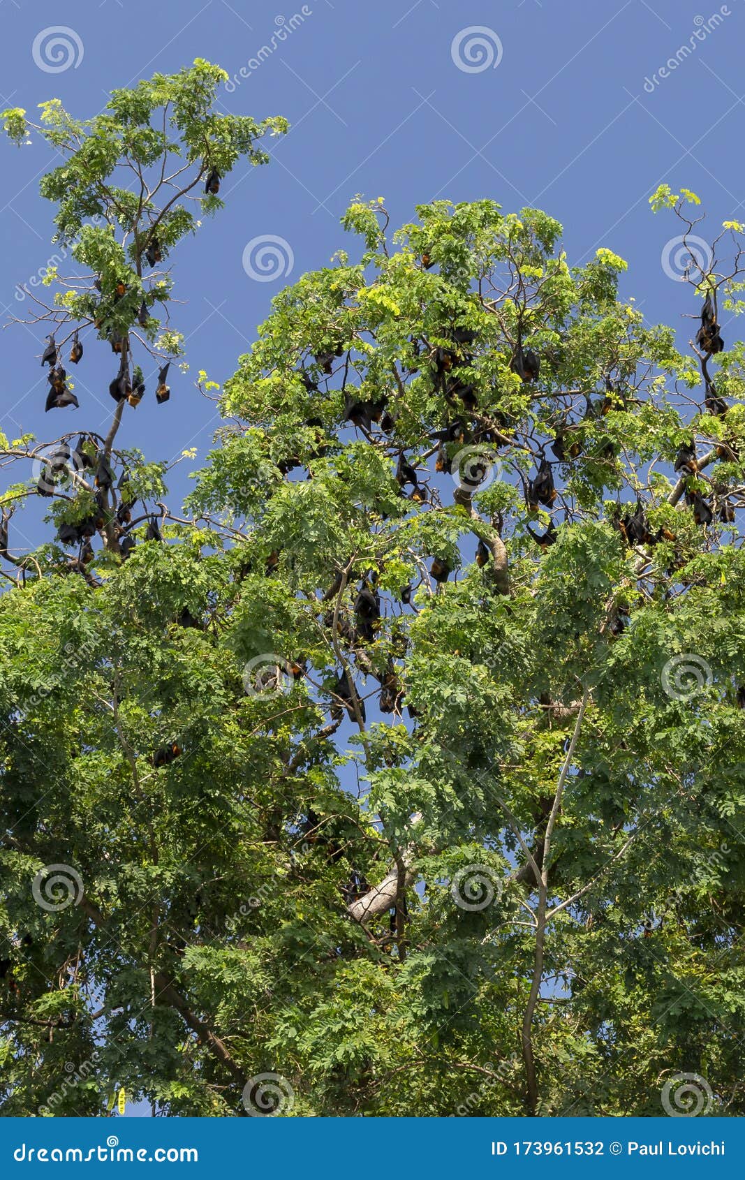 Fruit Bats Hanging from Trees in Cambodia Stock Photo - Image of ...