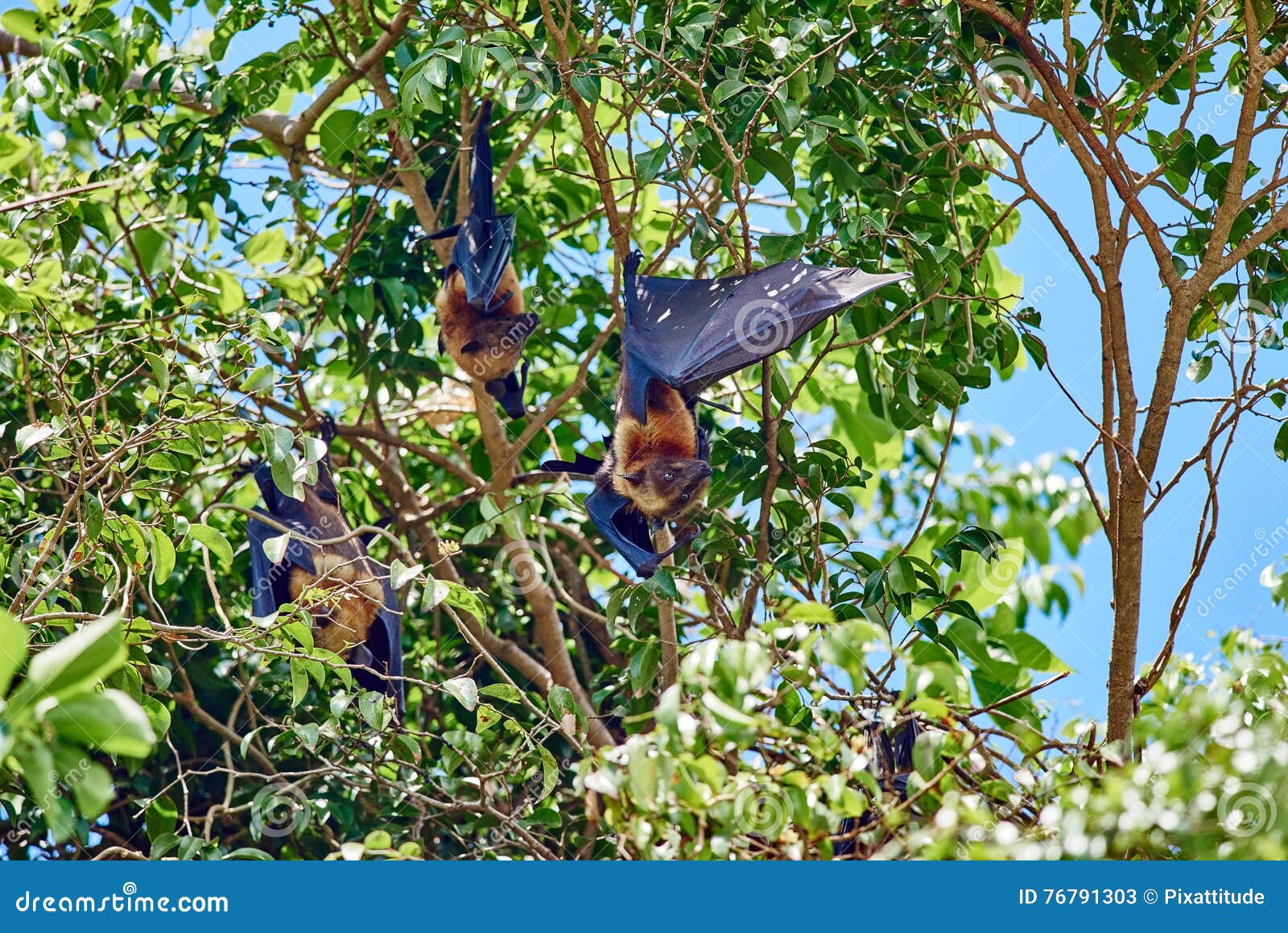 Fruit Bats Palawan Philippines Stock Image - Image of philippines ...