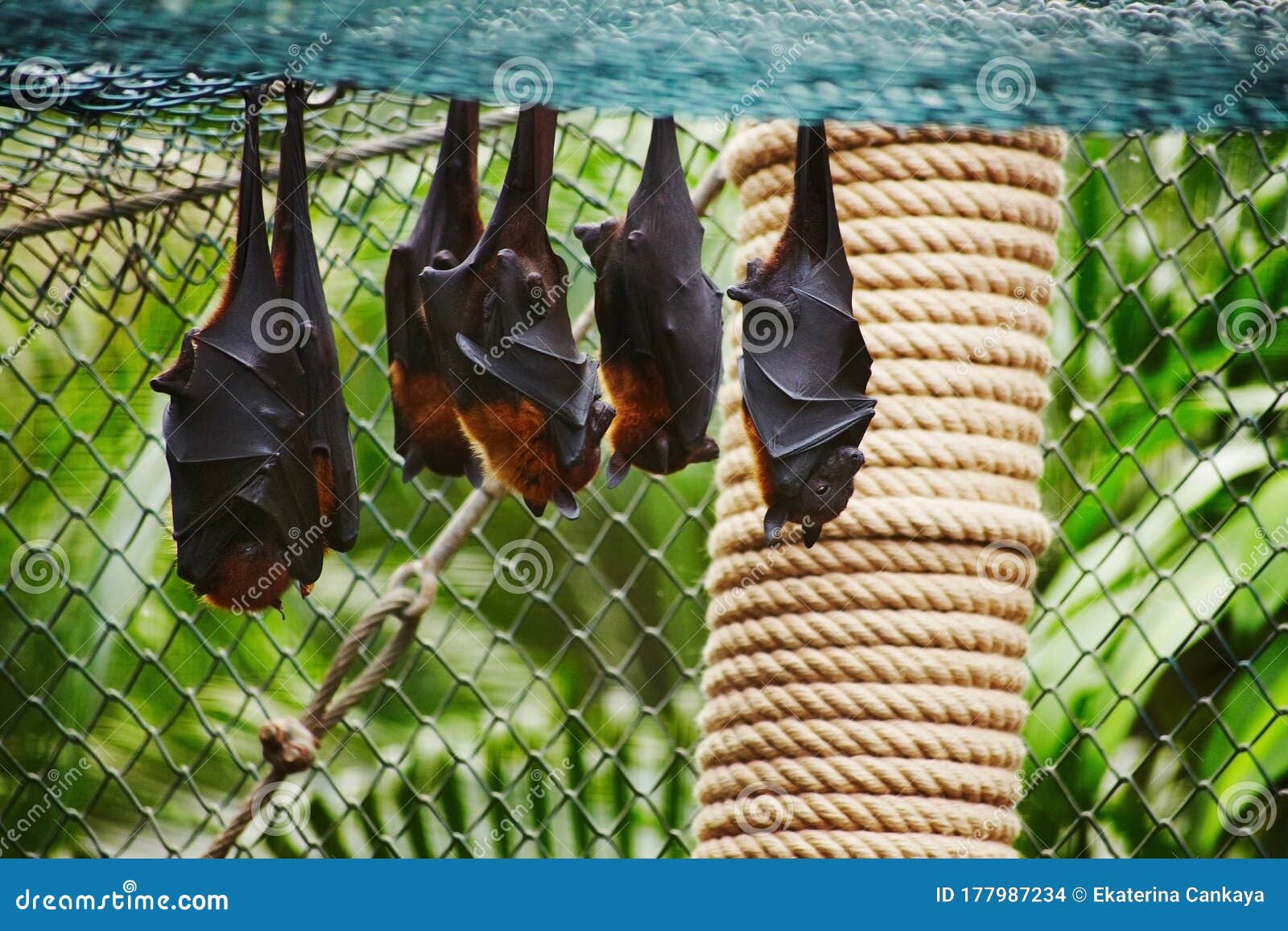 Fruit bats are sleeping stock photo. Image of upside - 177987234