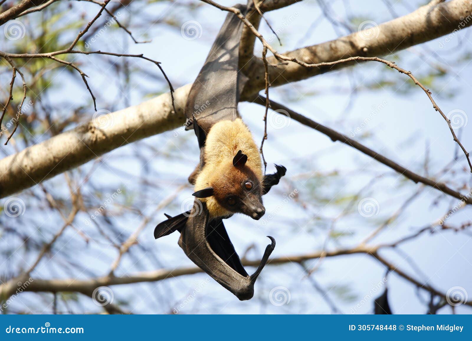 Fruit Bats in a Tree in the Forest Stock Photo - Image of birdlife ...