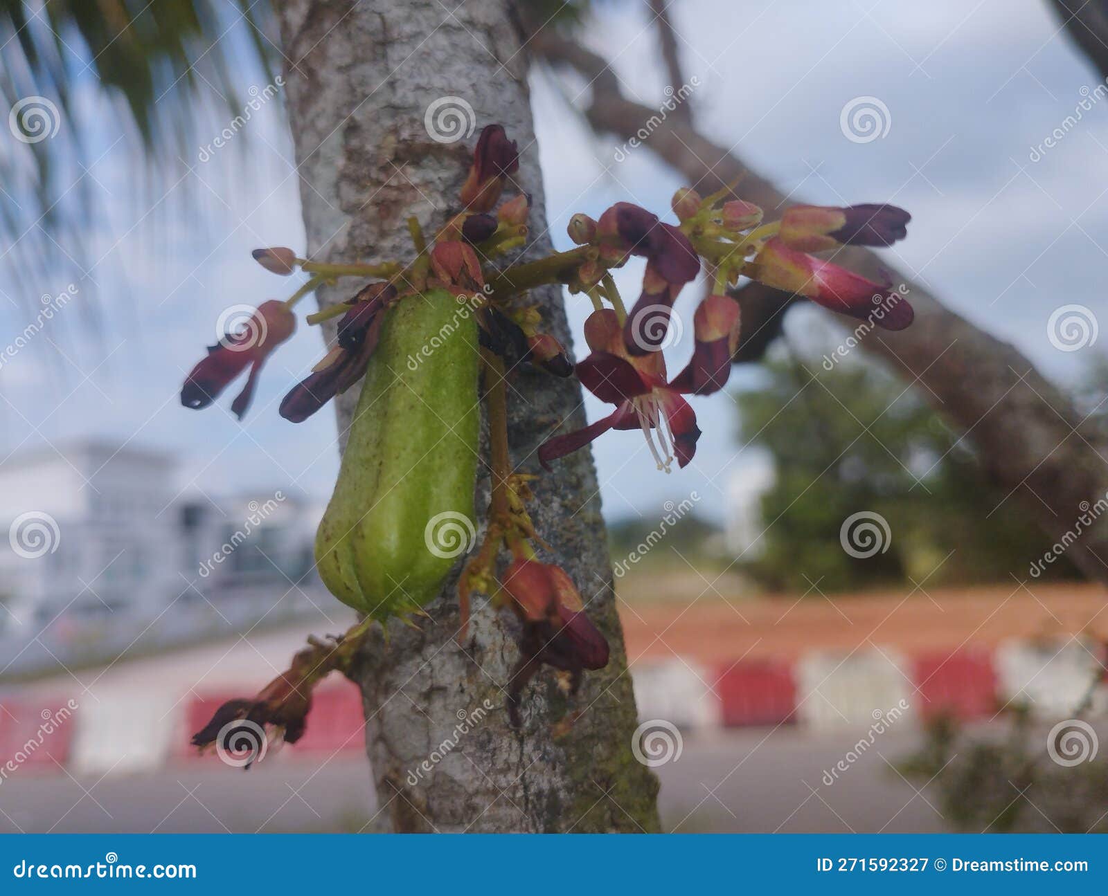 Fruit from a Belimbing Buluh Tree Stock Image - Image of tree, fruit ...