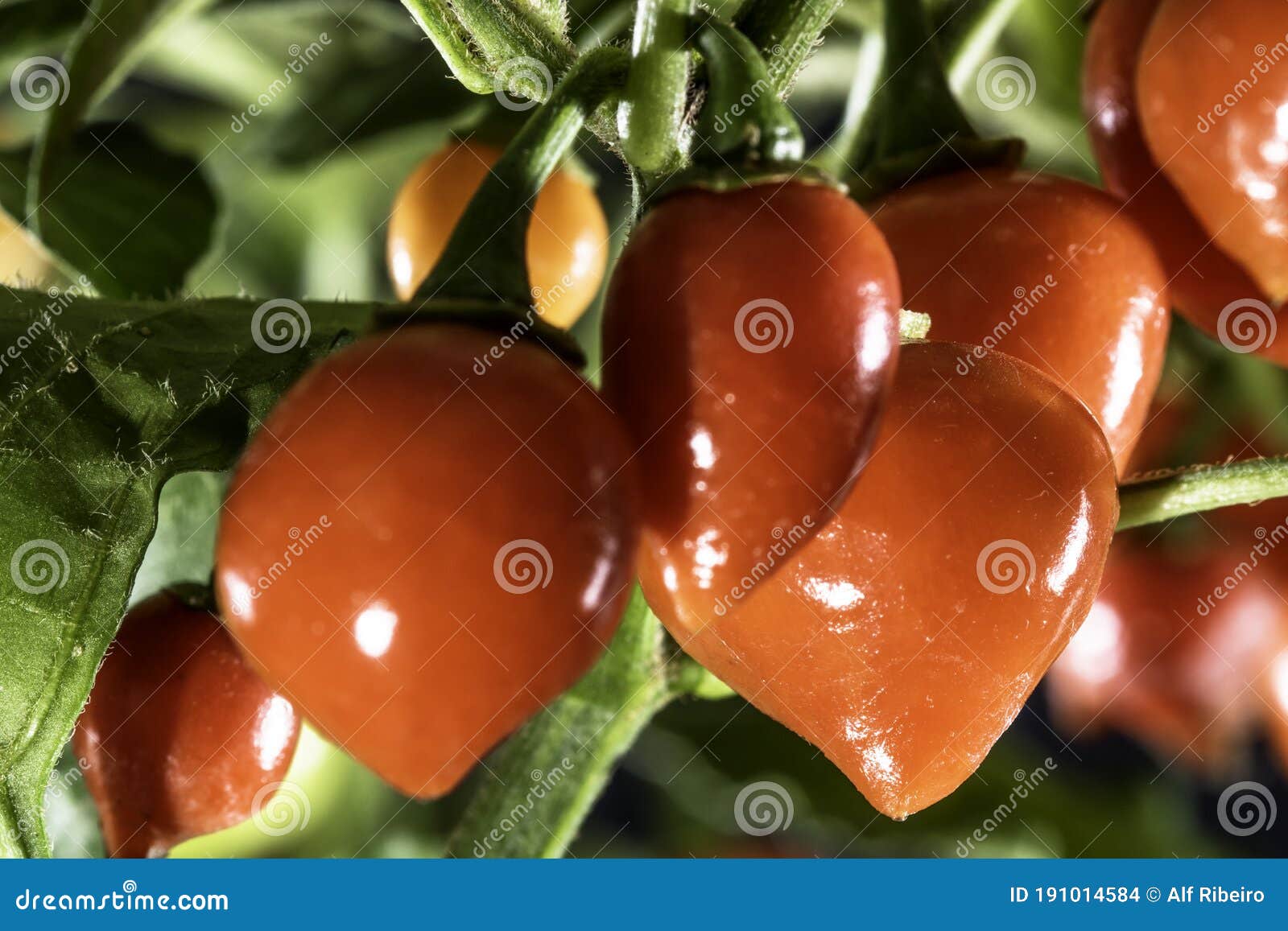 Fruit of Biquinho Pepper on Tree Stock Photo - Image of exotic, brazil ...