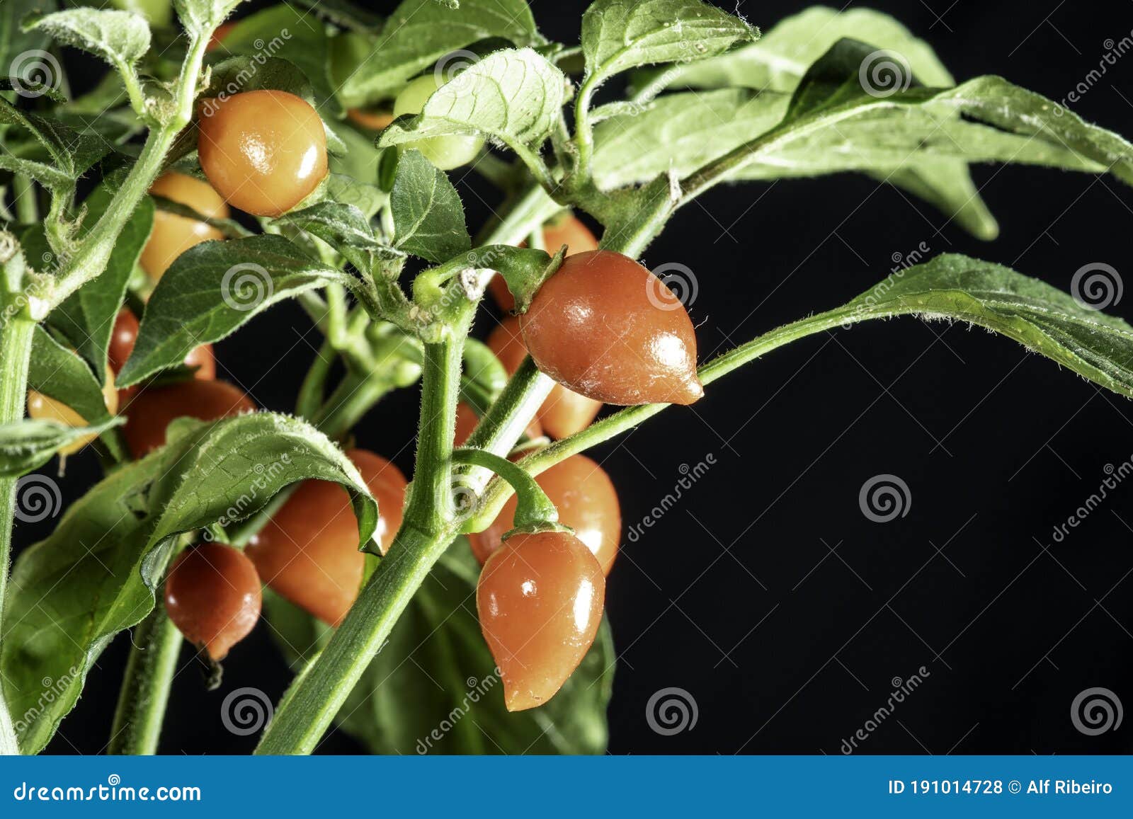 Fruit of Biquinho Pepper on Tree Stock Photo - Image of fruit, health ...