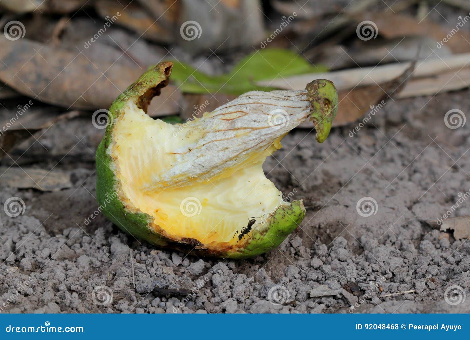 Fruit bitten by animals stock photo. Image of trunk, colorful - 92048468