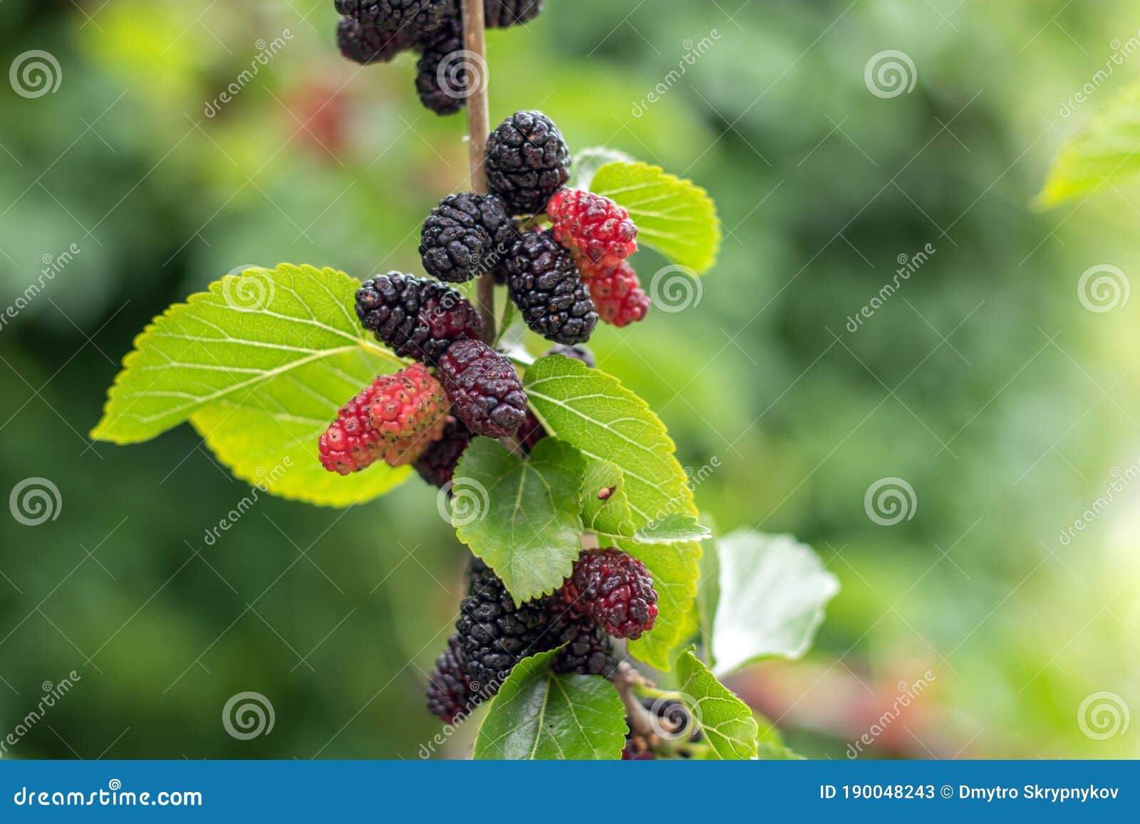 The Fruit of Black Mulberry - Mulberry Tree Stock Image - Image of ...