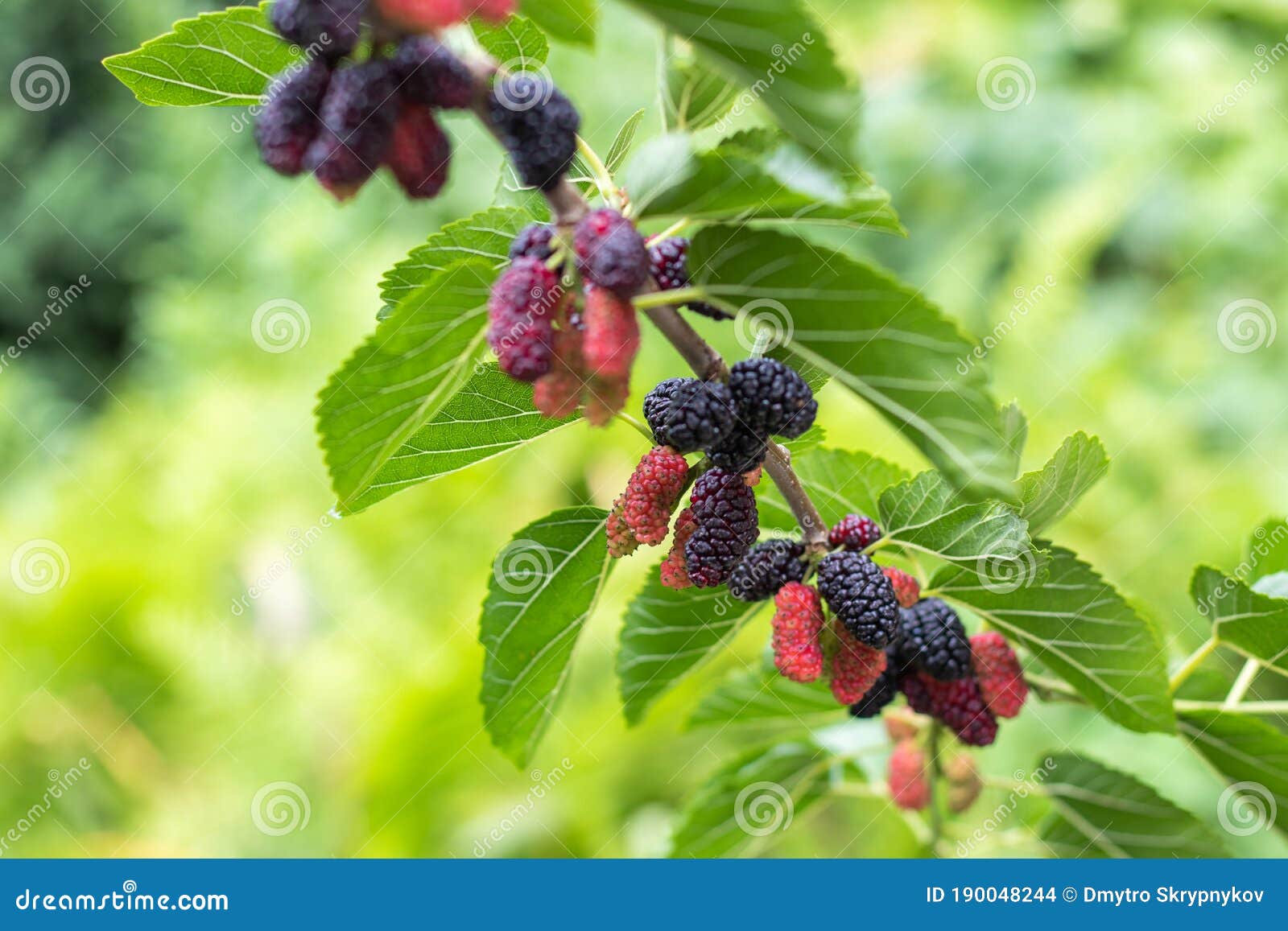 The Fruit of Black Mulberry - Mulberry Tree Stock Photo - Image of ...