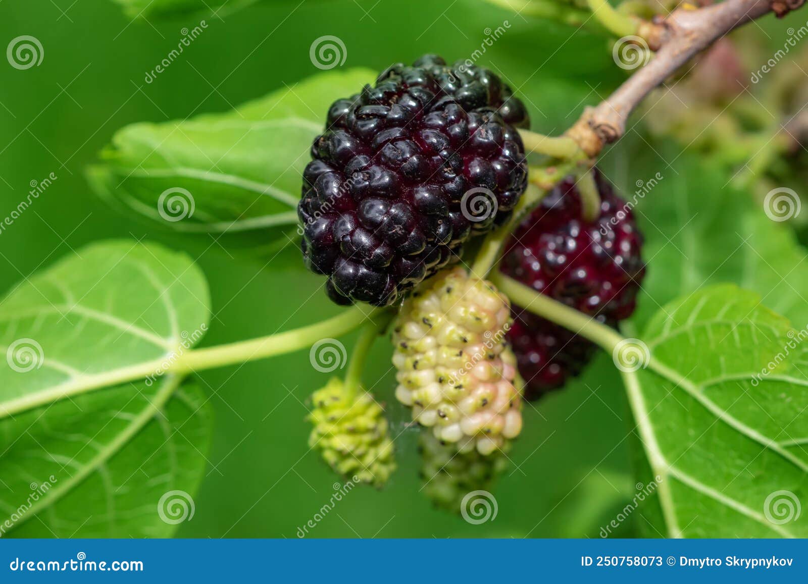 The Fruit of Black Mulberry - Mulberry Tree Stock Image - Image of ...
