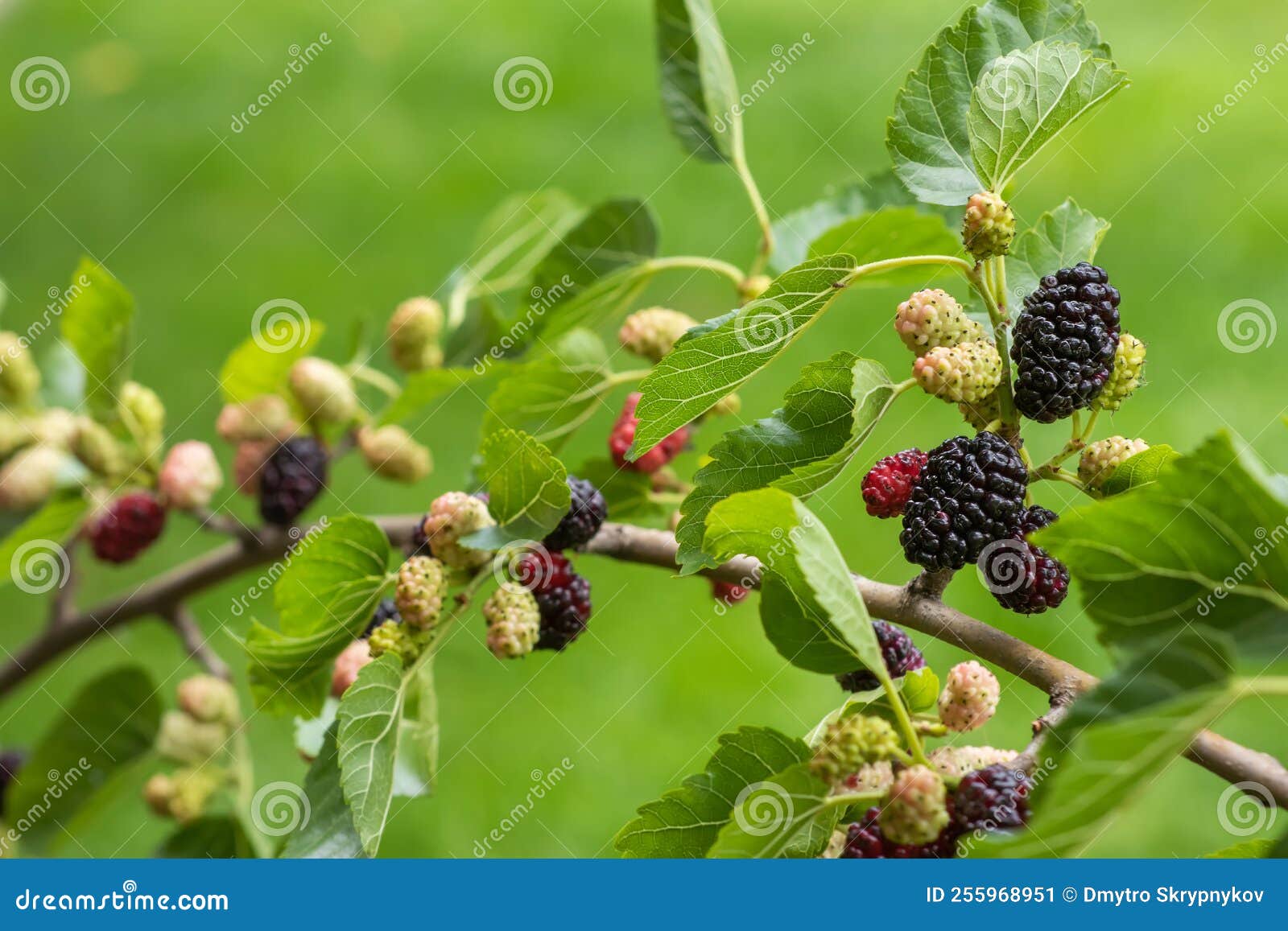 The Fruit of Black Mulberry - Mulberry Tree Stock Image - Image of ...