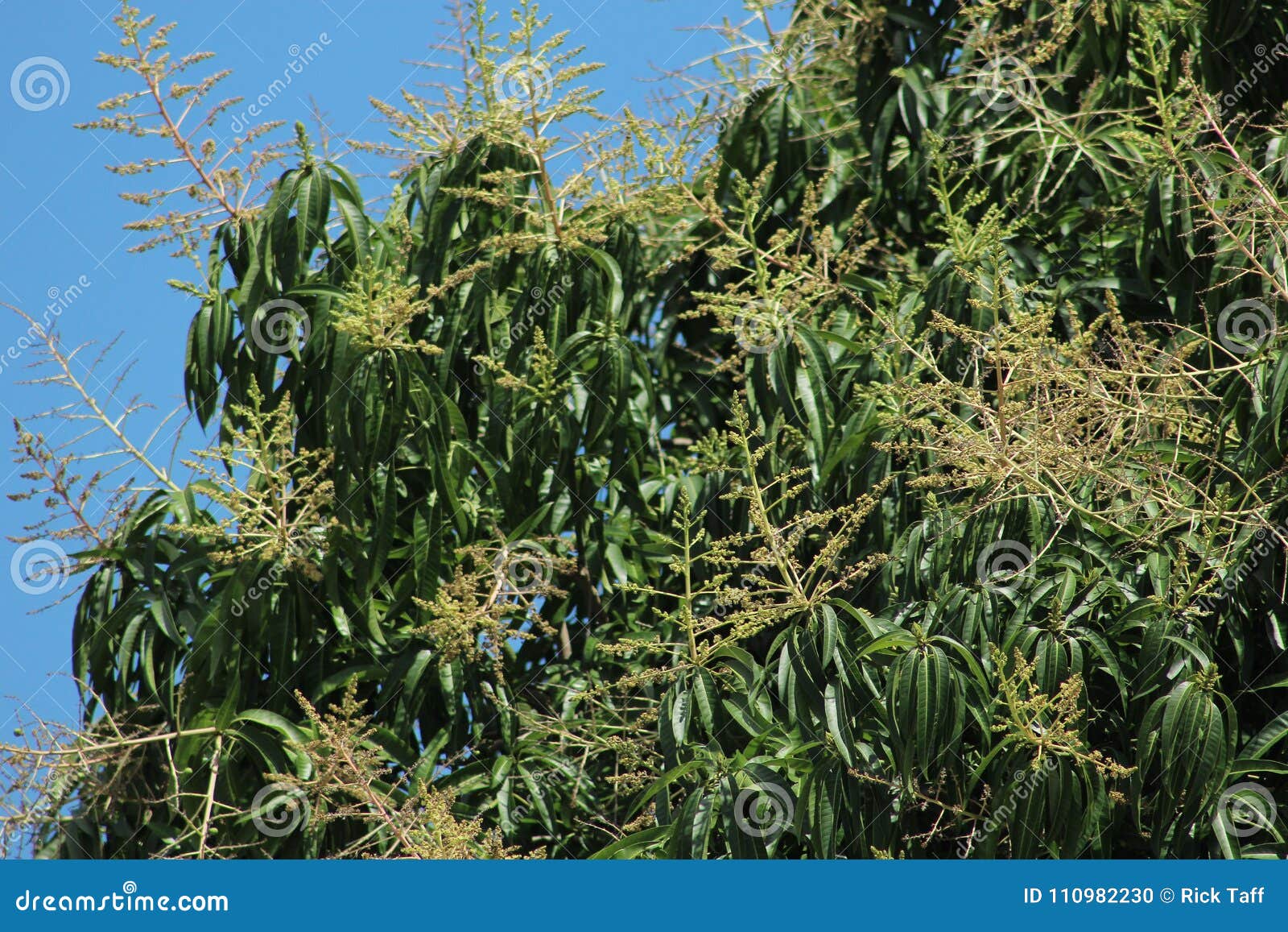 Mongo Tree stock photo. Image of fruit, mongo, blasum - 110982230