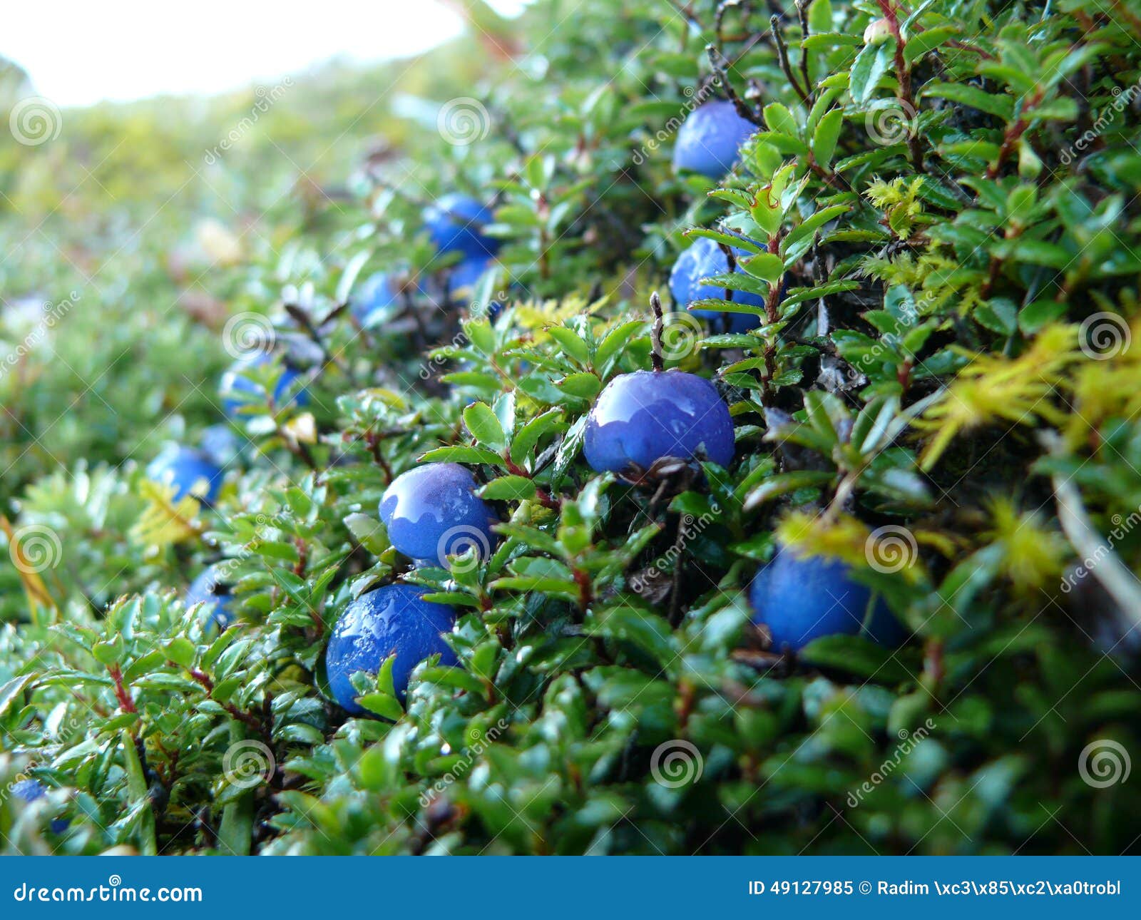 Fruit bleu image stock. Image du trekking, doux, détail - 49127985