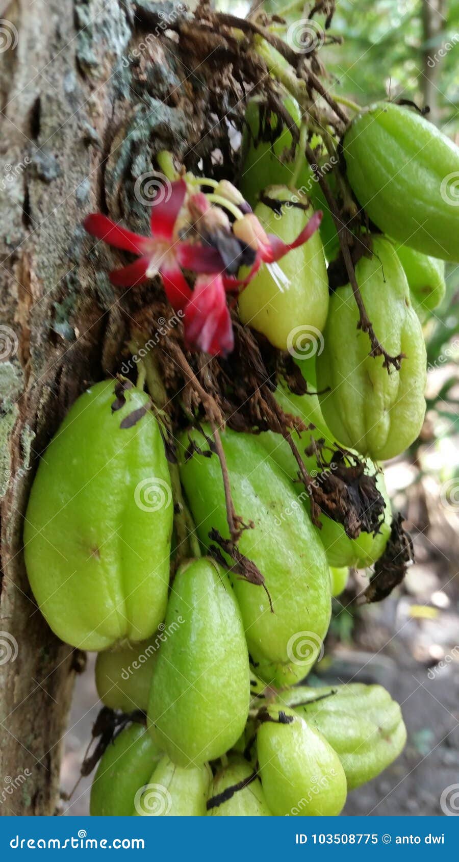 Fruit blimbing uluh stock image. Image of blimbing, sour - 103508775