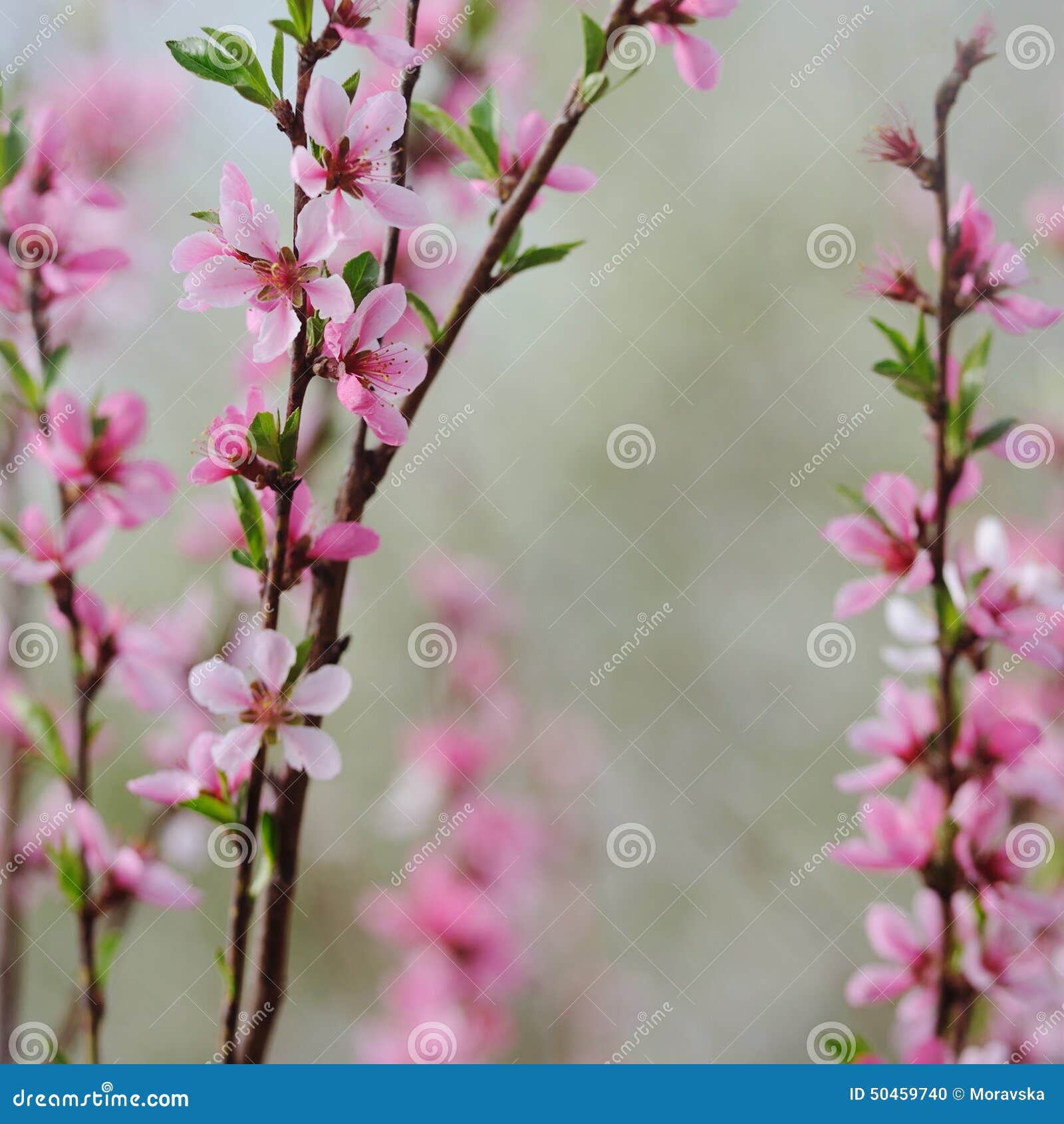 Fruit Blossom Bunch of Peach on Natural Background in Spring Stock ...