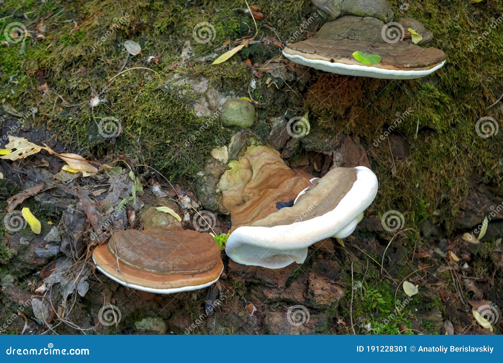 Fruit Bodies of Ganoderma Lucidum on the Trunk of a Tree Stock Image ...