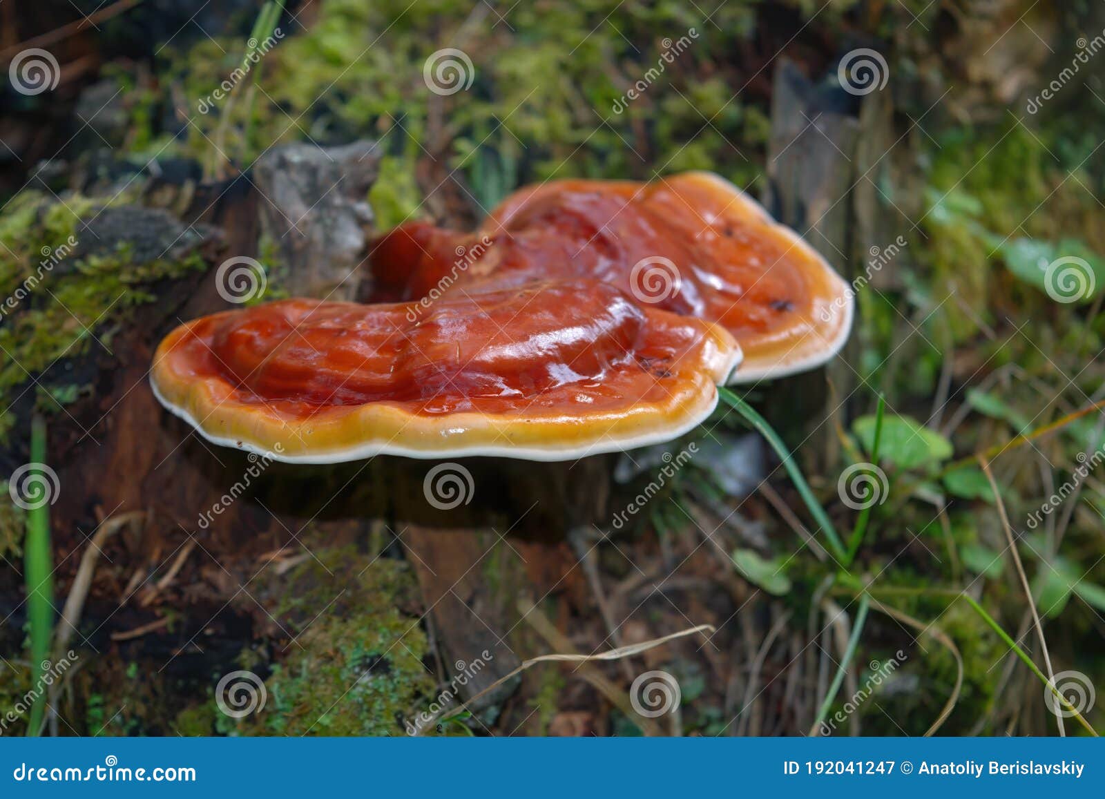 Fruit Bodies of Ganoderma Lucidum on the Trunk of a Tree Stock Image ...