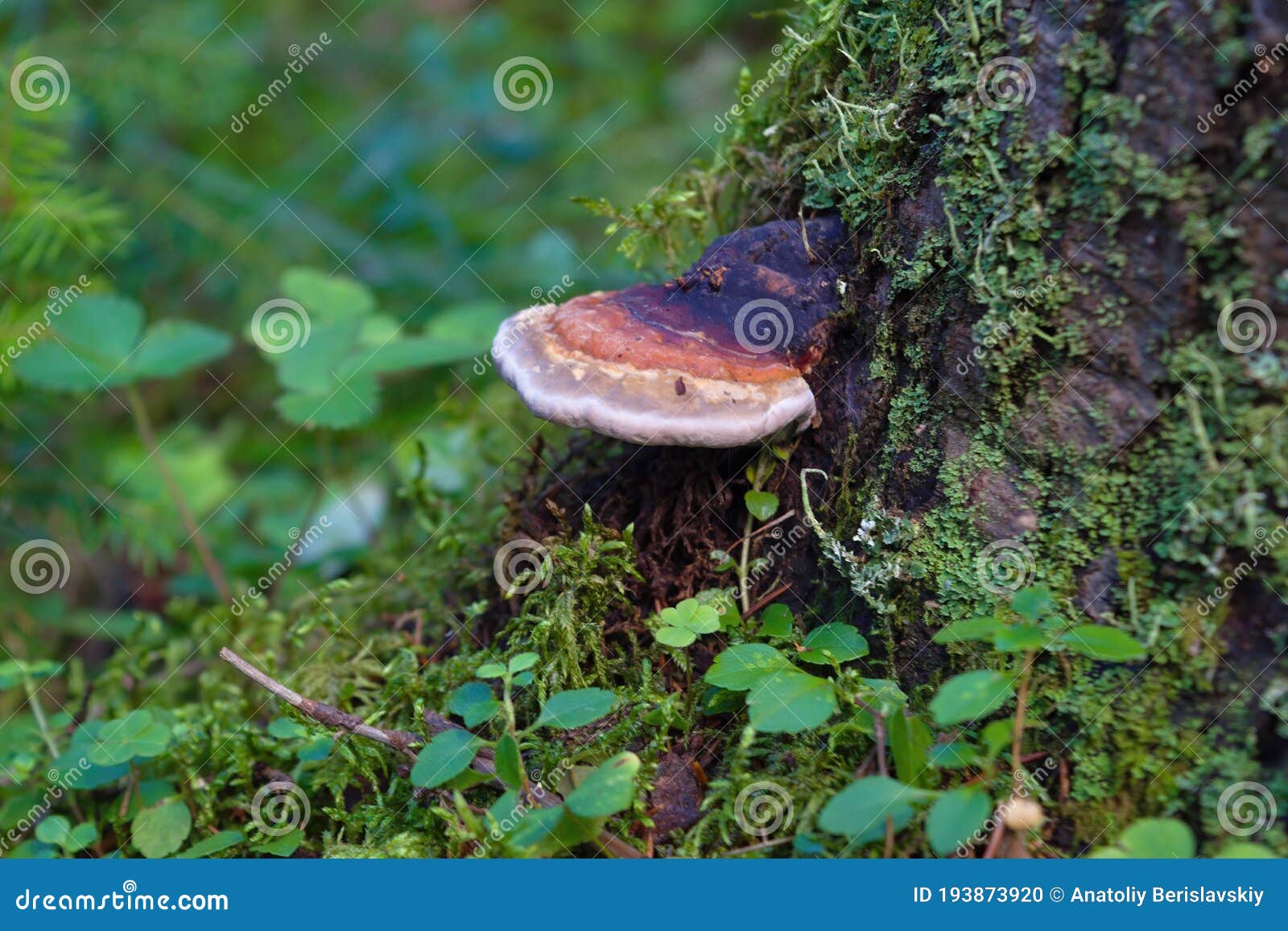 Fruit Bodies of Ganoderma Lucidum on the Trunk of a Tree Stock Photo ...