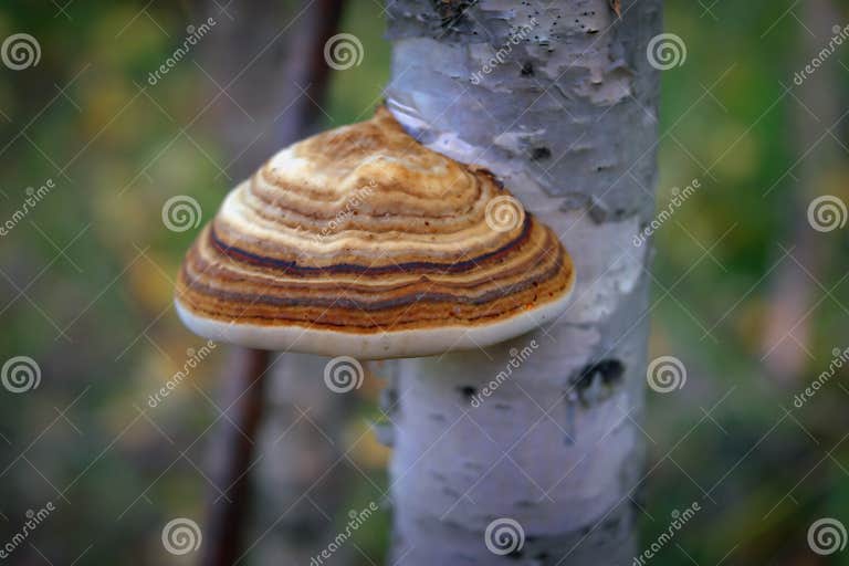 Fruit Bodies of Ganoderma Lucidum on the Trunk of a Tree Stock Image ...