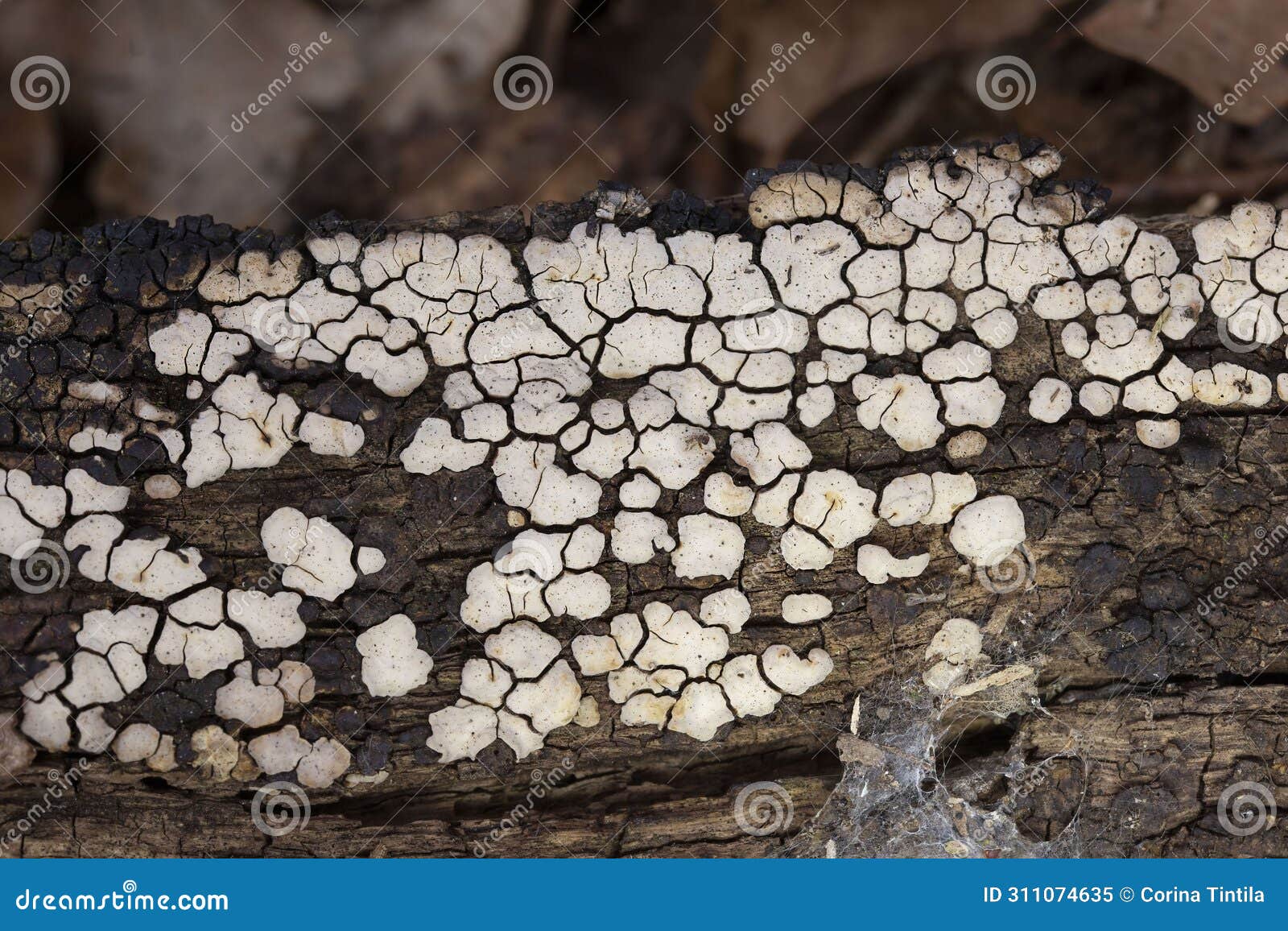Xylobolus Frustulatus, Commonly Known As the Ceramic Fungus is an ...