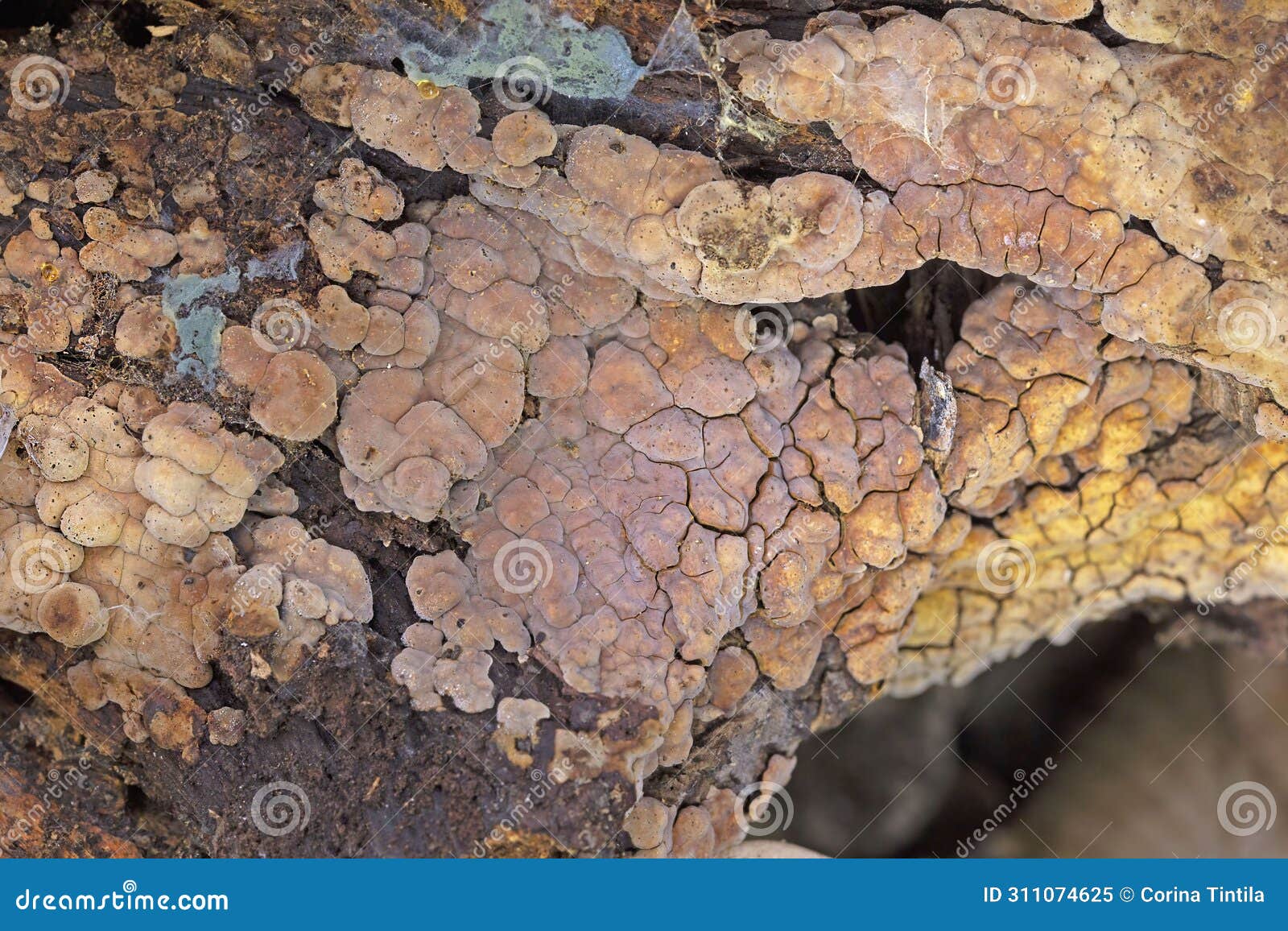 Xylobolus Frustulatus, Commonly Known As the Ceramic Fungus is an ...