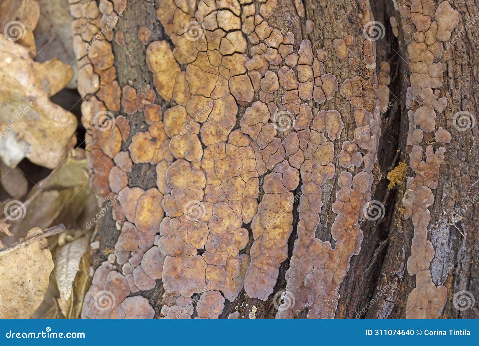 Xylobolus Frustulatus, Commonly Known As the Ceramic Fungus is an ...