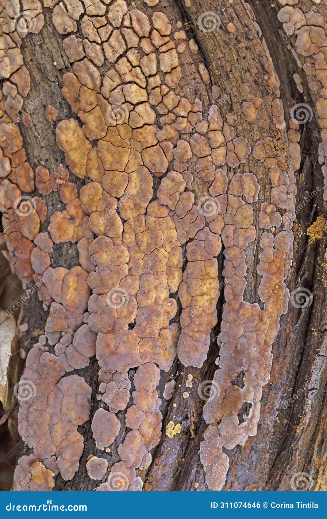 Xylobolus Frustulatus, Commonly Known As the Ceramic Fungus is an ...