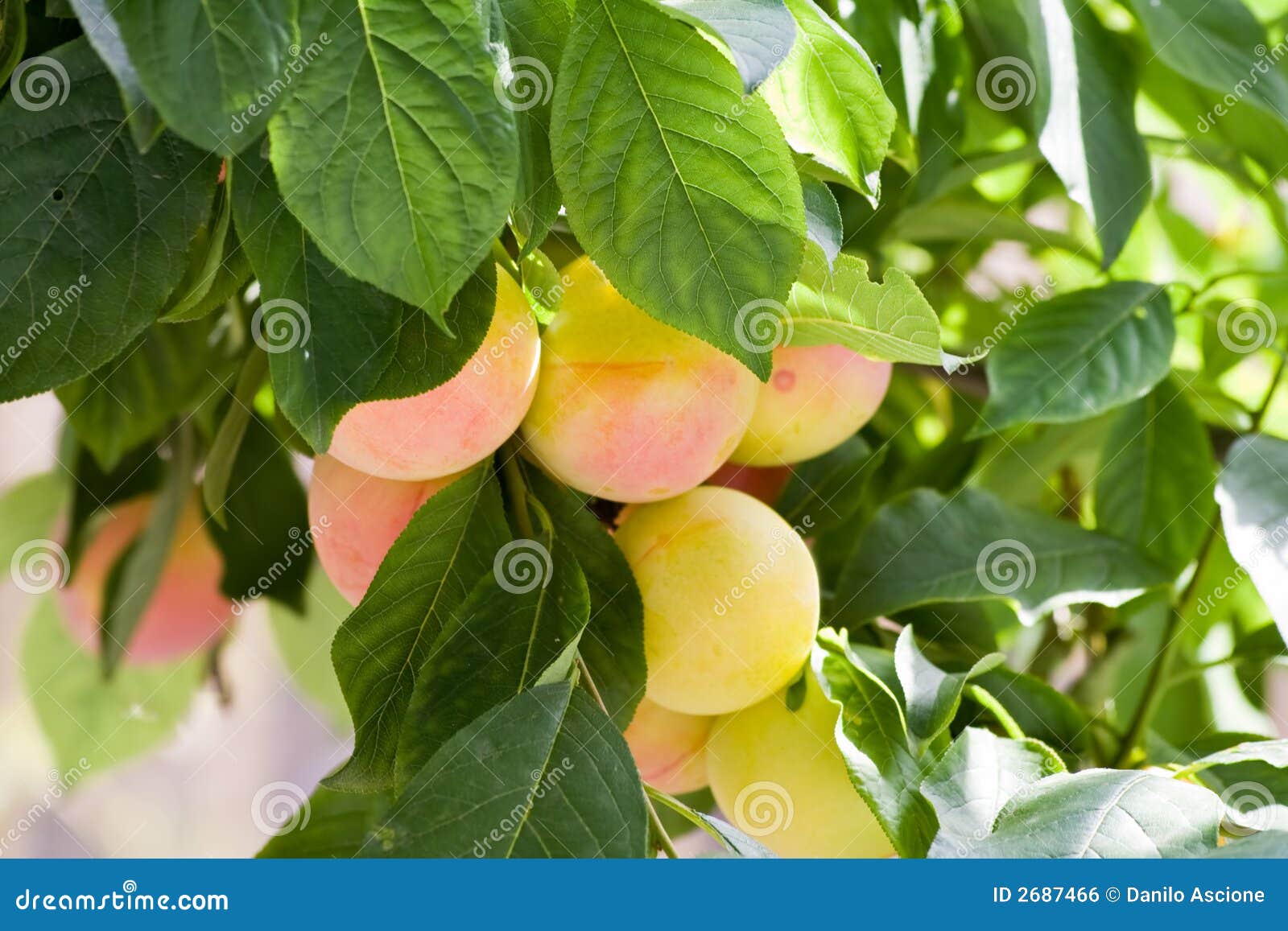 Fruit on a branch stock photo. Image of prunus, bunch - 2687466