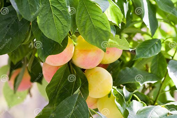 Fruit on a branch stock photo. Image of prunus, bunch - 2687466