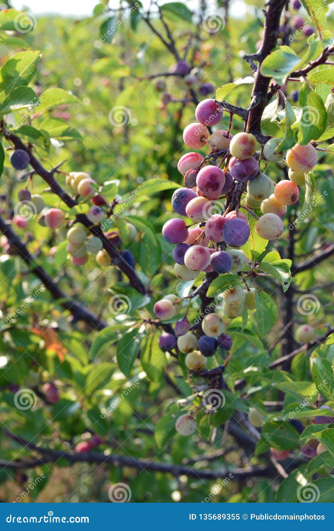 Fruit, Branch, Damson, Grape Picture. Image: 135689355