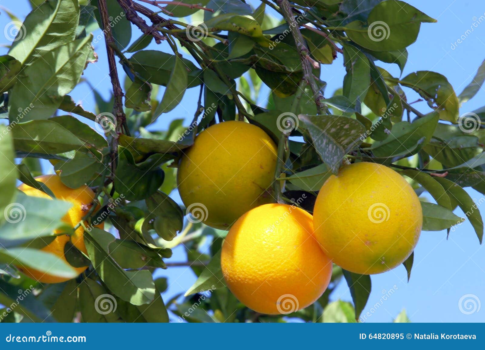 The fruit on the branch stock image. Image of large, branch - 64820895
