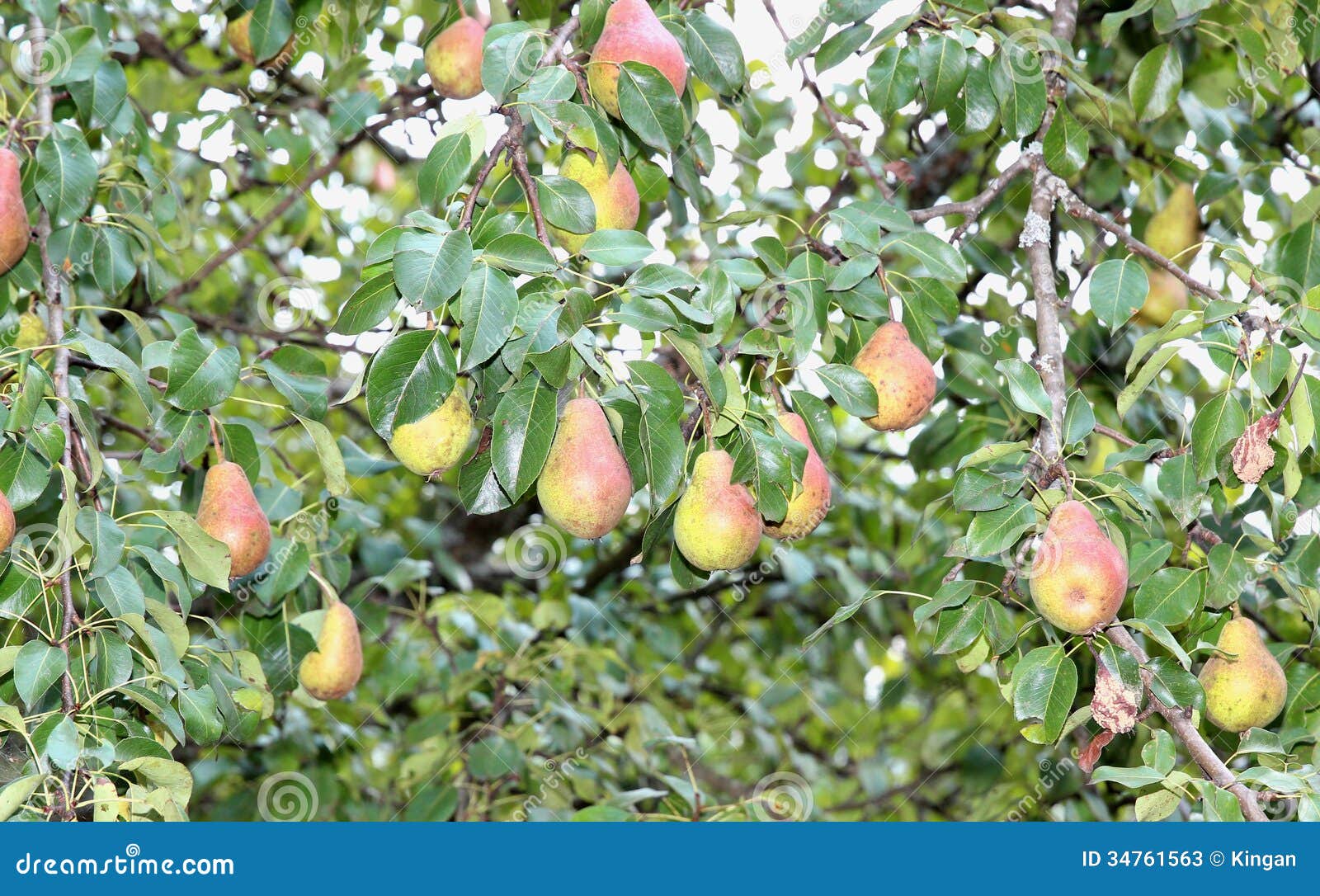 Fruit on the Branches of Pear Tree Stock Image - Image of branch, tree ...