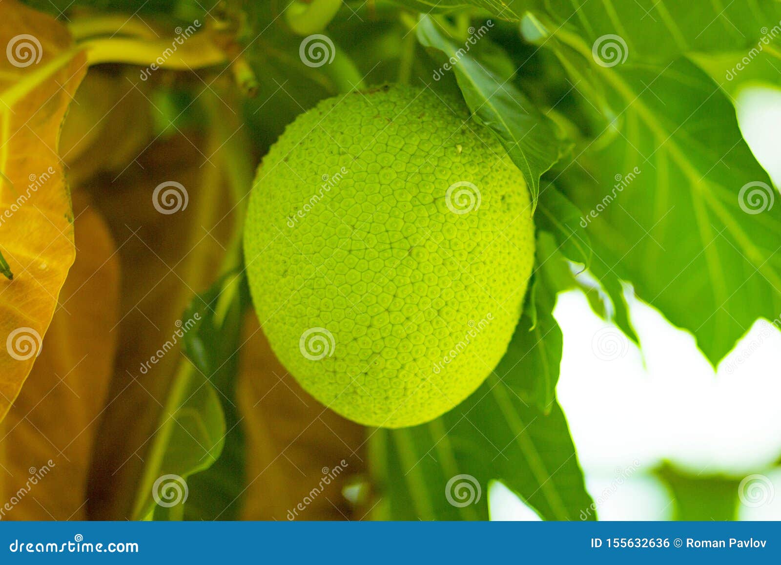 Fruit of a Bread Tree on a Branch Stock Photo - Image of bread ...