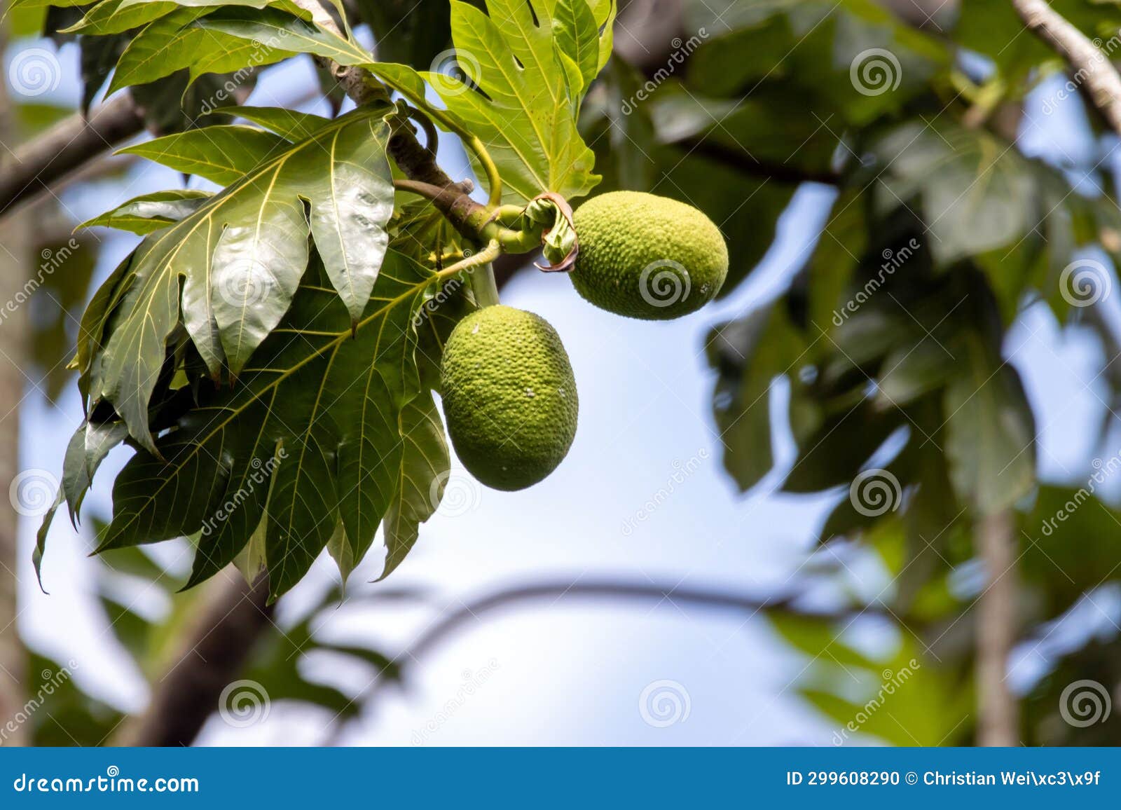 Fruit of a Breadfruit, Artocarpus Altilis Stock Photo - Image of ...