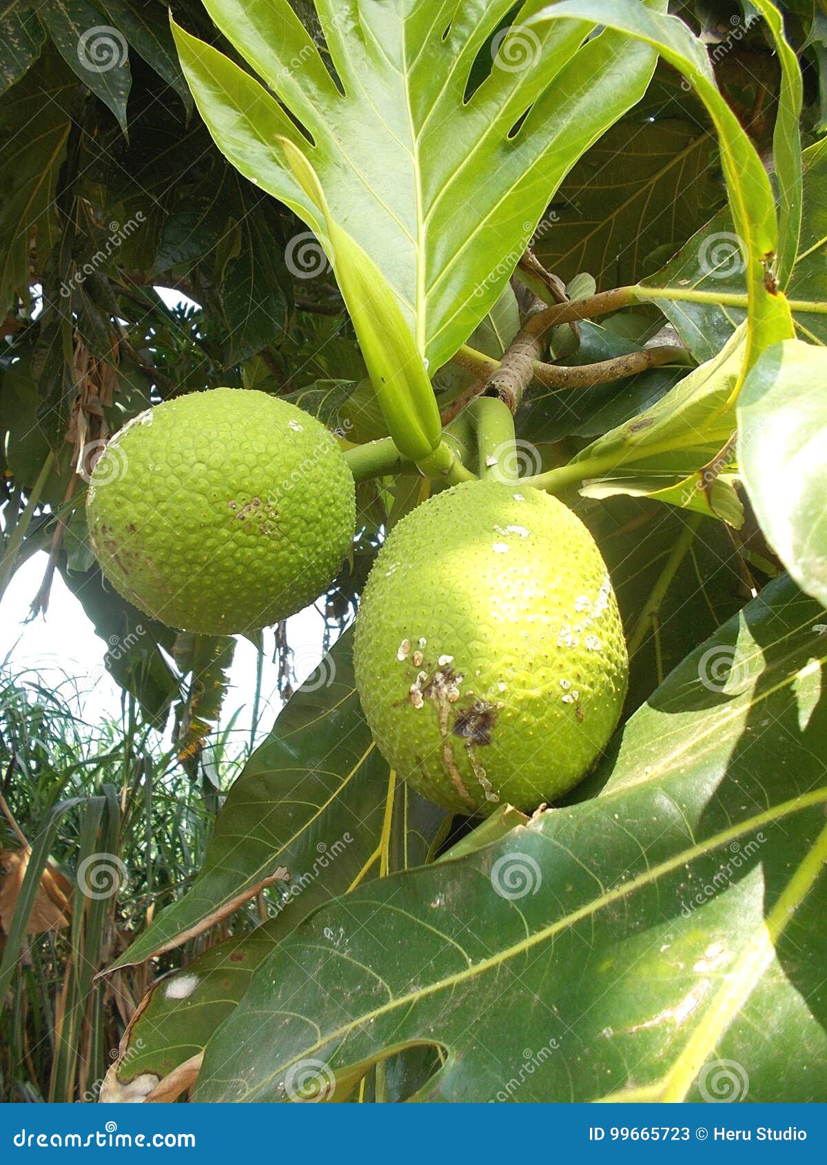 Breadfruit tree stock image. Image of backyard, food - 99665723