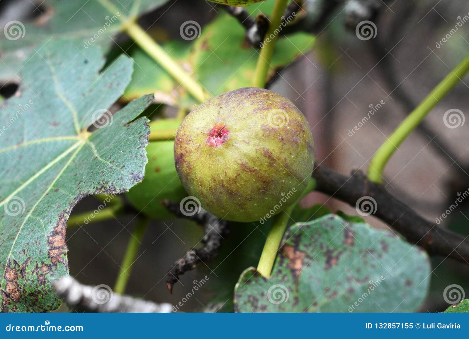 Fig stock image. Image of leaves, figs, garden, breva - 132857155