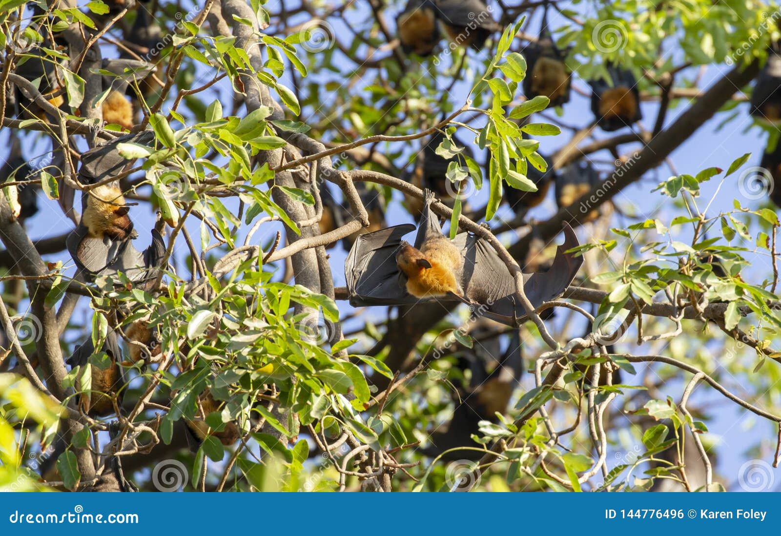Fruit Bat or Flying Fox in Tree Stock Photo - Image of engdangered ...