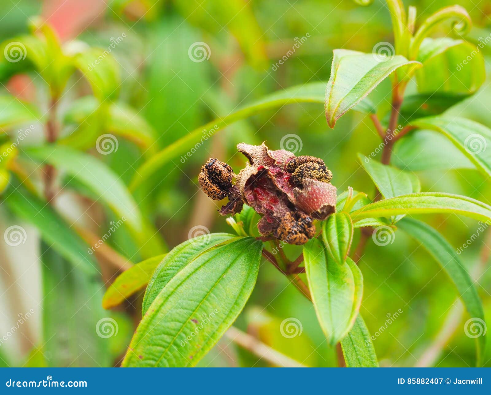 Fruit of Buah Senduduk stock image. Image of buah, malabathricum - 85882407