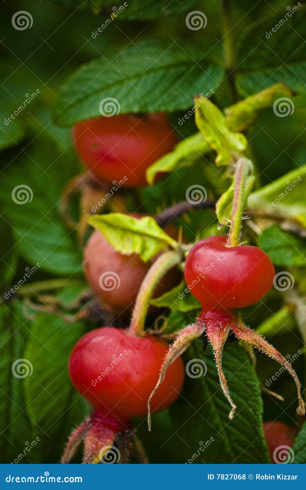 Fruit Buds stock photo. Image of buds, plant, green, leaves - 7827068